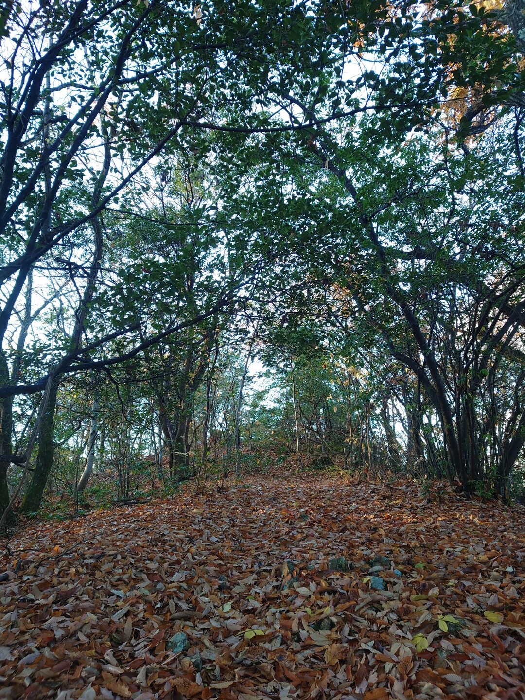 この山頂の形、1800〜1900年前に人が作った？瑞龍寺山 / ハルノブさんの金華山・洞山・舟伏山の活動データ | YAMAP / ヤマップ