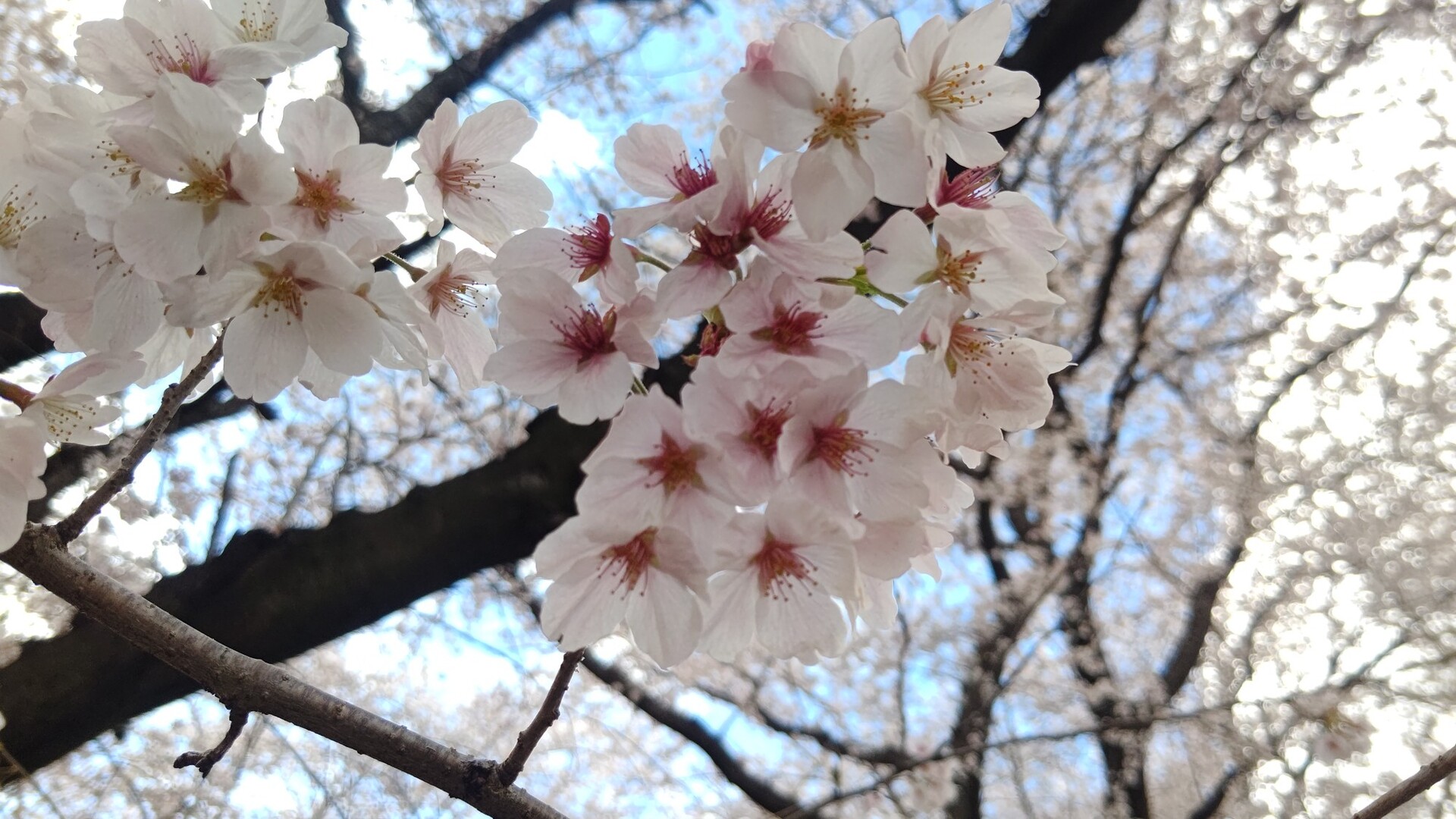 この時期お気に入りのお社へ🎵https... / takaCさんのモーメント | YAMAP / ヤマップ
