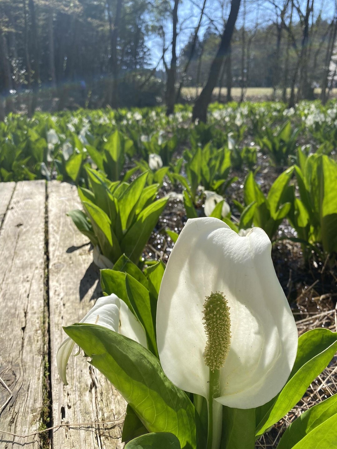 菩堤寺山#1と水芭蕉公園〜中山神社 / eriさんの新潟市の活動日記 | YAMAP / ヤマップ