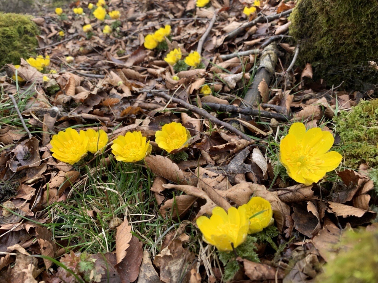 鍋尻山 / fukapuさんの鍋尻山の活動データ | YAMAP / ヤマップ