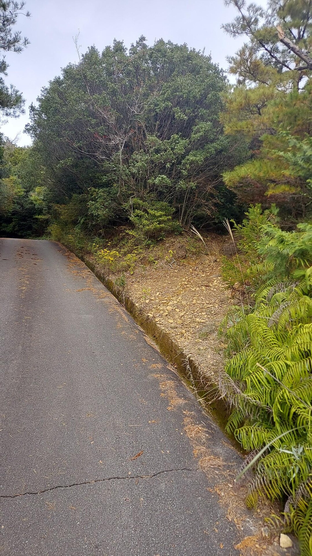 SAKA★CHANさんの投稿したフィールドメモ | YAMAP / ヤマップ