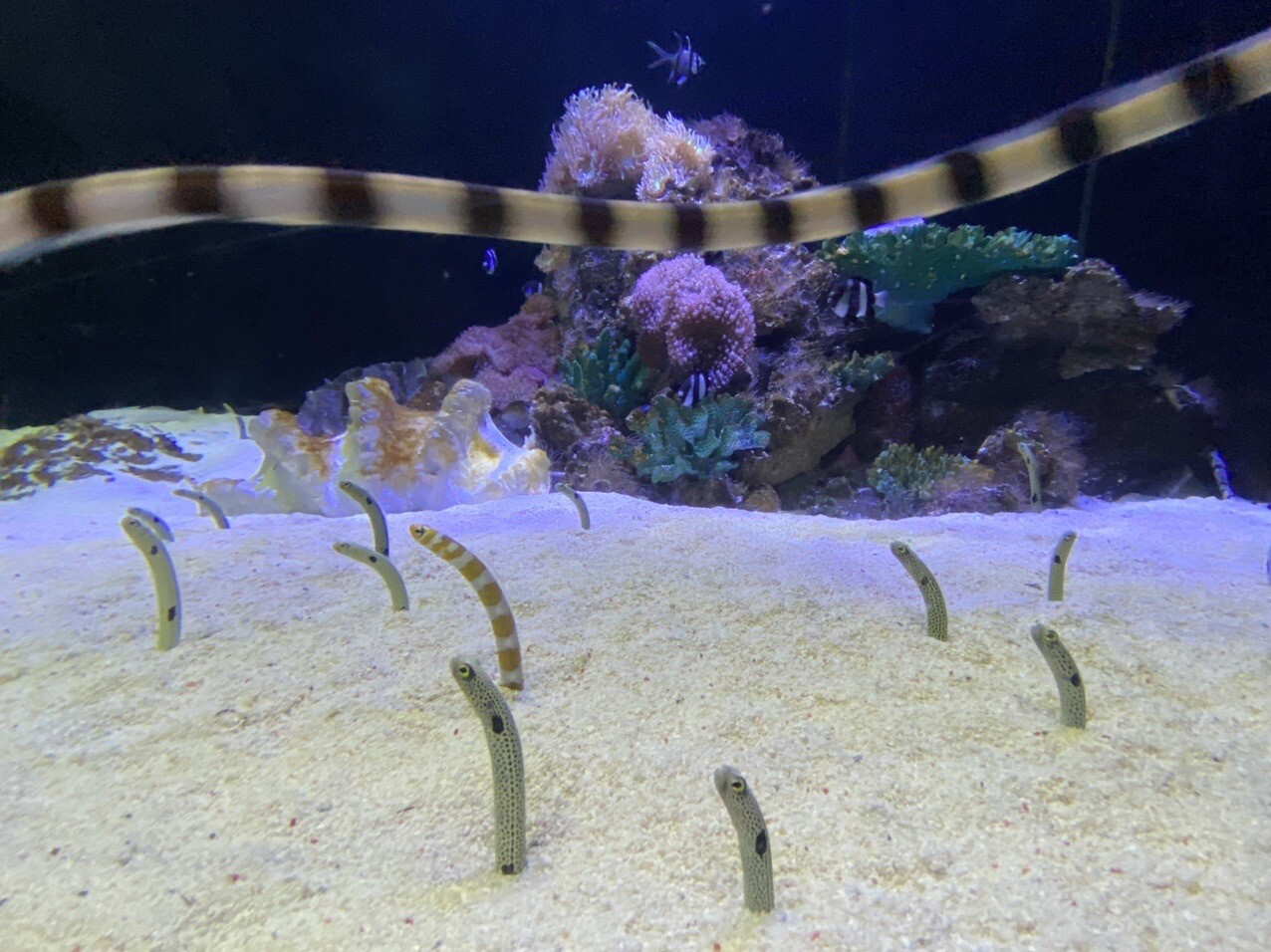 I went to the Suma A... / あきたん☆さんのモーメント | YAMAP / ヤマップ