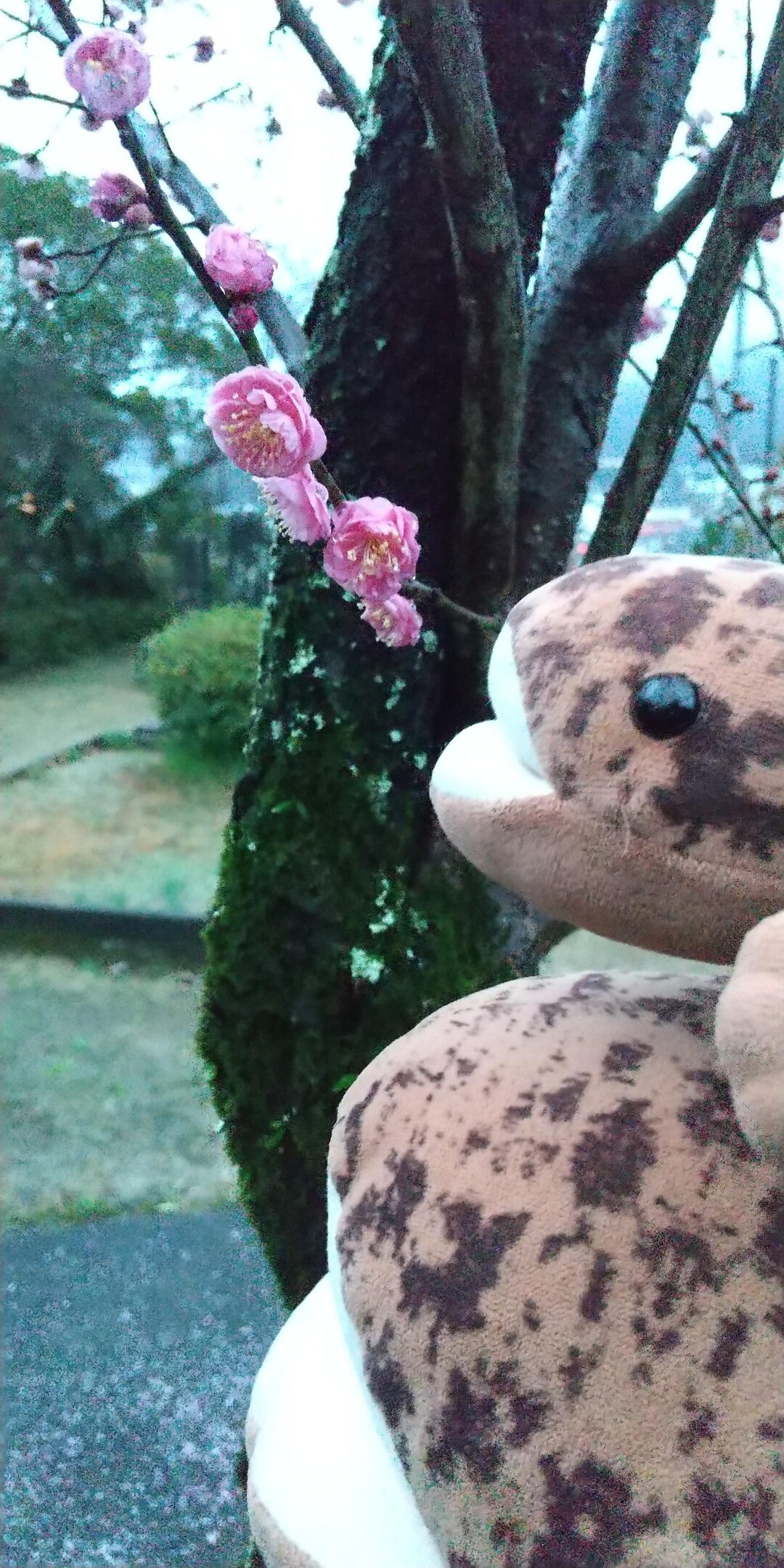 Rain☔な一日😌テテとトト😃城山🔺 / テテとトトさんの黒髪山・青螺山の活動データ | YAMAP / ヤマップ