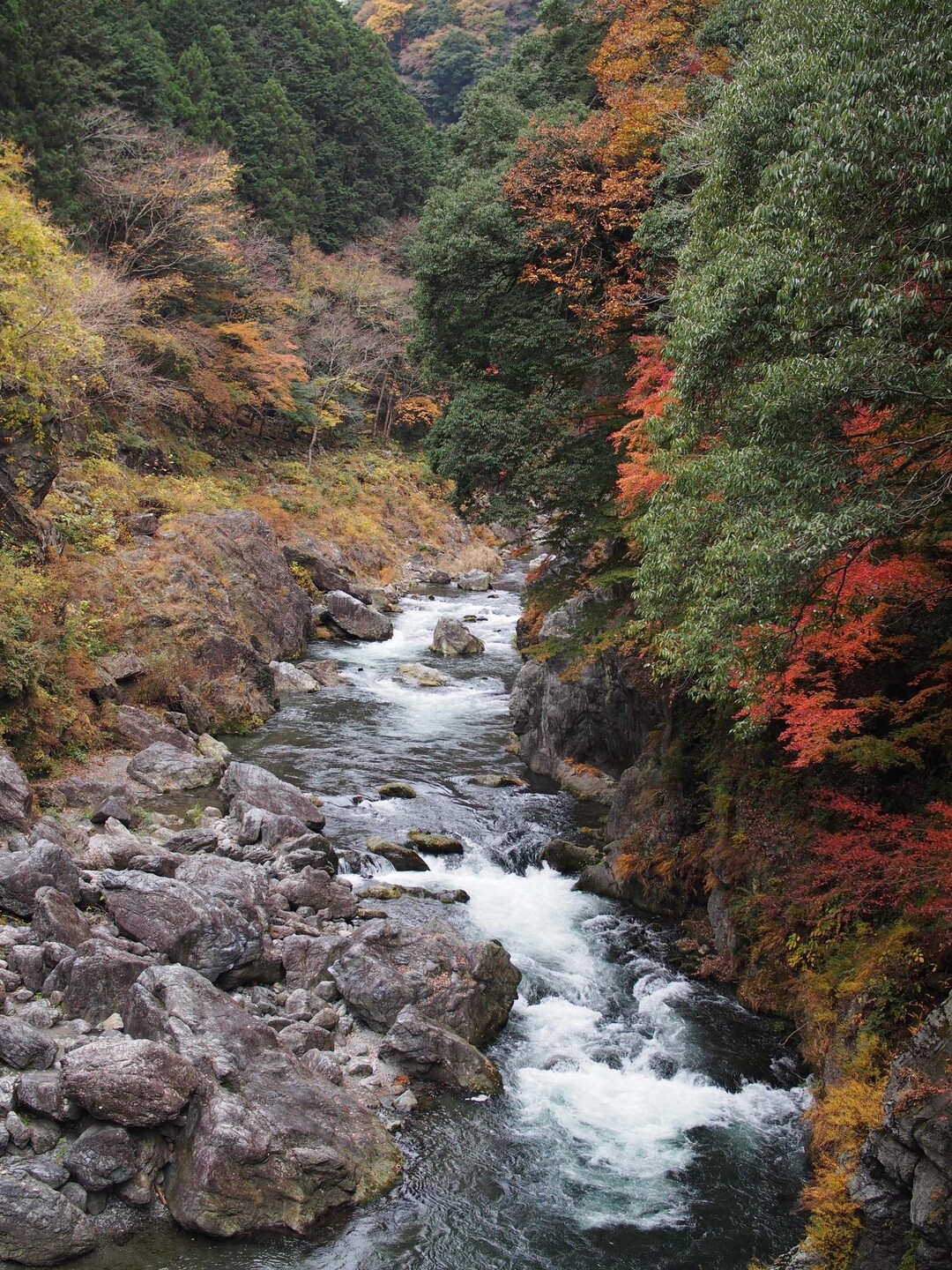 紅葉の大多摩ウォーキングトレイル🍁 / iwakoさんの大岳山・御岳山・御前山の活動日記 | YAMAP / ヤマップ
