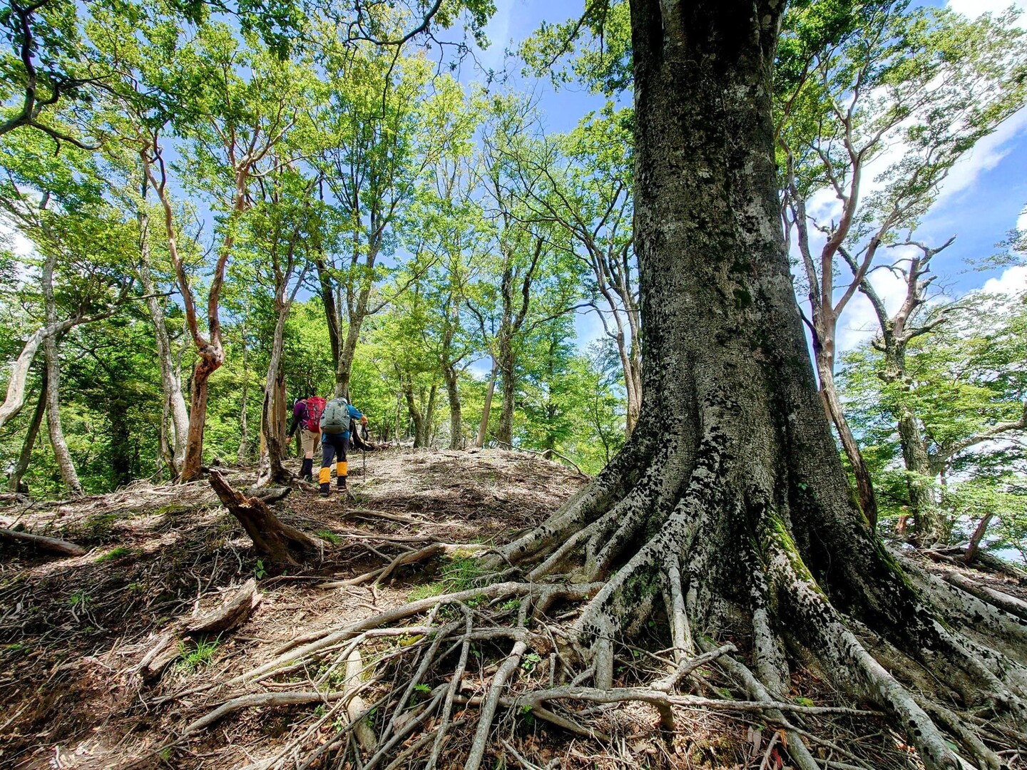 テンヤボ登山口から五ヶ瀬ハイランド周回\⁠(⁠^⁠o⁠^⁠)⁠／ / SHIROさんの向坂山・三方山・天主山の活動日記 | YAMAP / ヤマップ