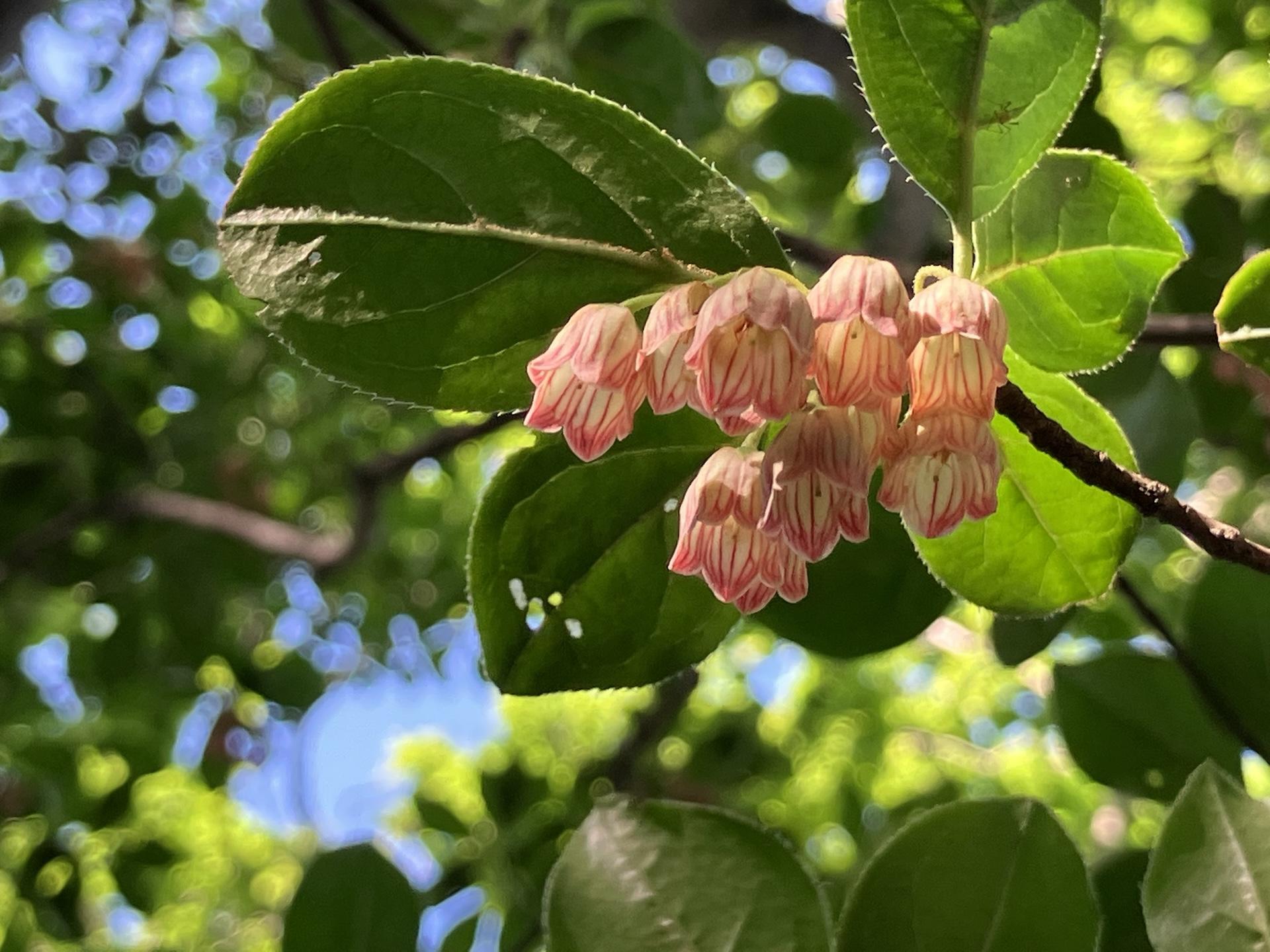 初めての黒檜山（赤城山）・駒ヶ岳 / yamatubakiさんの赤城山・黒檜山・荒山の活動データ | YAMAP / ヤマップ