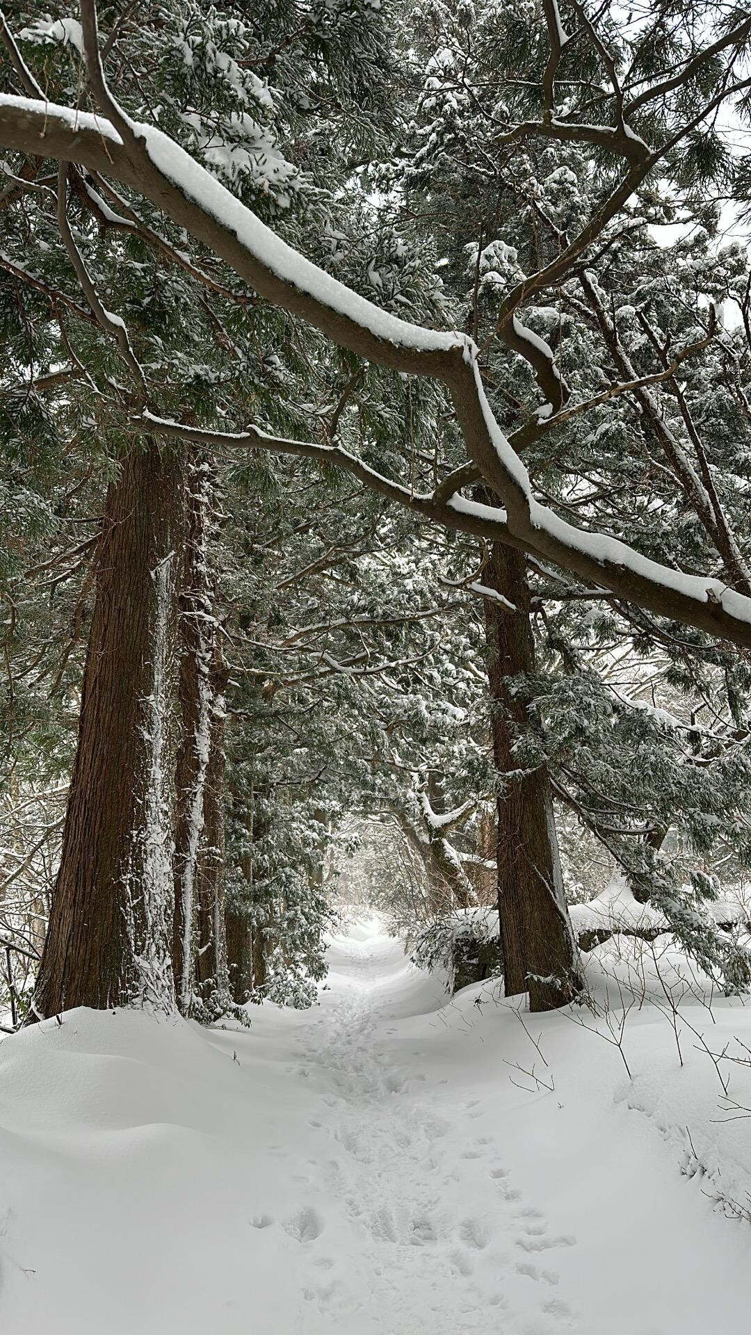 大山・甲ヶ山・野田ヶ山-2024-12-24 / P ro Kさんの大山・甲ヶ山・野田ヶ山の活動データ | YAMAP / ヤマップ