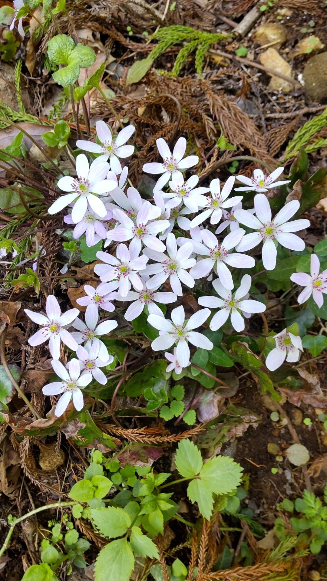 お花🌸の名山☘️角田山へ💖 / 🍀makokazu🍀さんの角田山の活動データ | YAMAP / ヤマップ