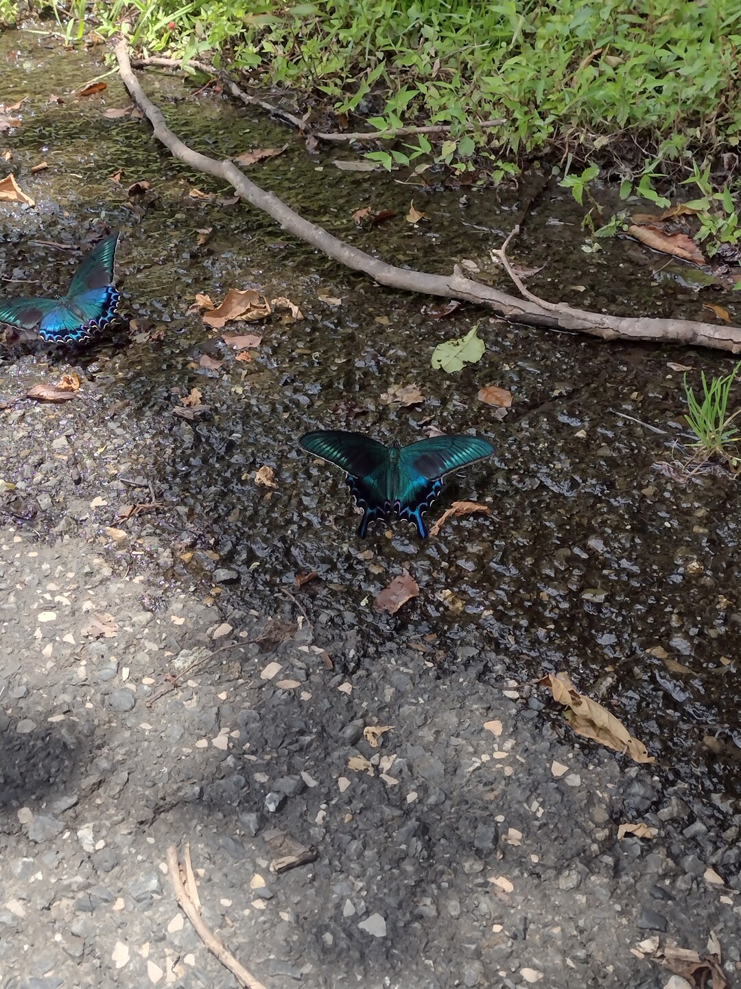 前山・能郷白山 / sin-yaさんの能郷白山の活動データ | YAMAP / ヤマップ