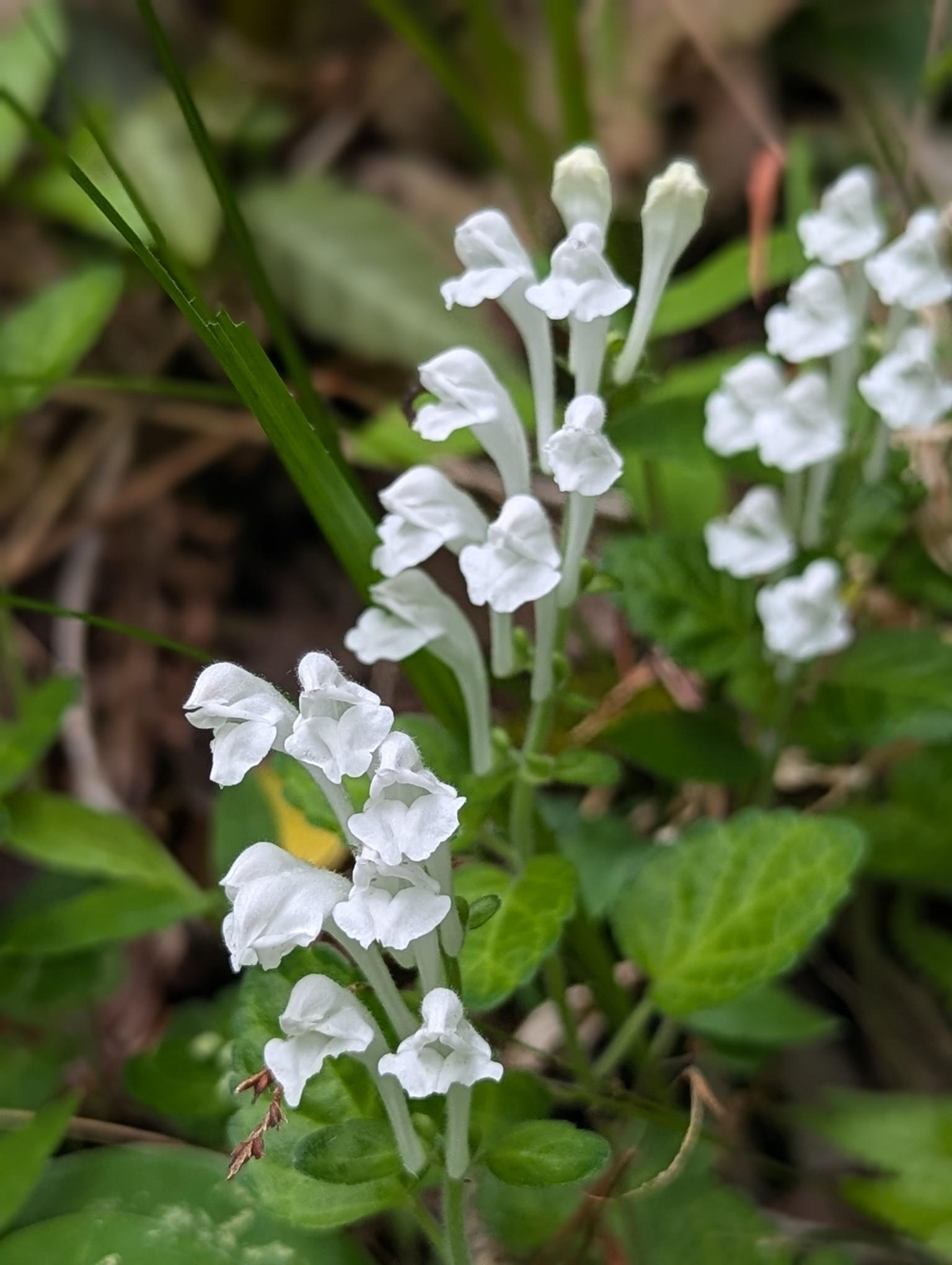 福山 / yo-koさんの福山・江田山・高鳥居山の活動データ | YAMAP / ヤマップ