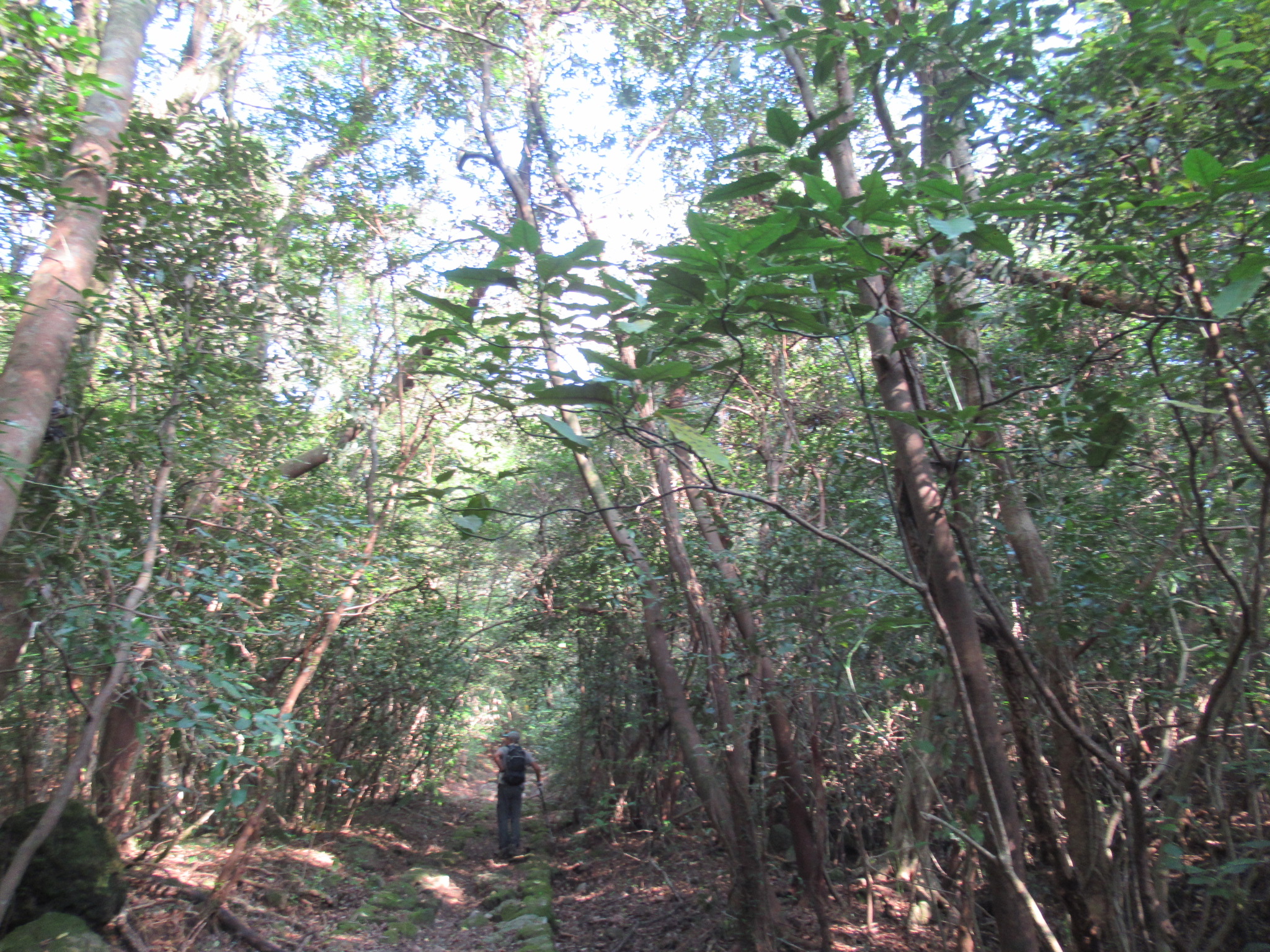 先週のリベンジと今週のミッションは? / さんちゃんよんちゃんさんの雲仙岳・普賢岳・絹笠山の活動データ | YAMAP / ヤマップ