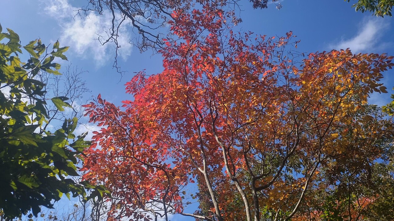 天狗堂-P924-サンヤリ-岩尾谷登山口-君ヶ畑バス停 周回コースの地図・登山ルート・登山口情報 | YAMAP / ヤマップ