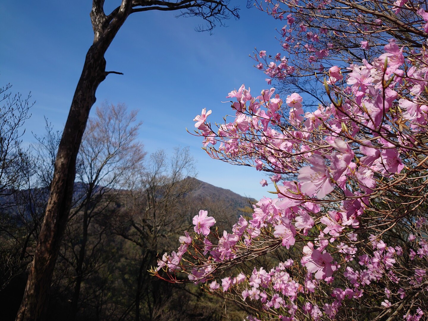 210424-26祖母傾完全縦走～アケボノツツジに励まされて / はにーさんの傾山の活動データ | YAMAP / ヤマップ