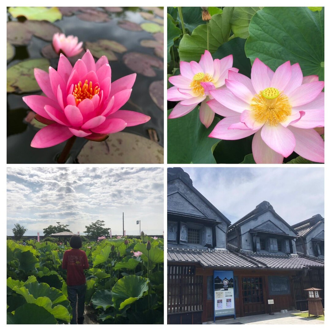 水面に輝くハスたちも、その後に観たユリも... / Iwanekoさんのモーメント | YAMAP / ヤマップ