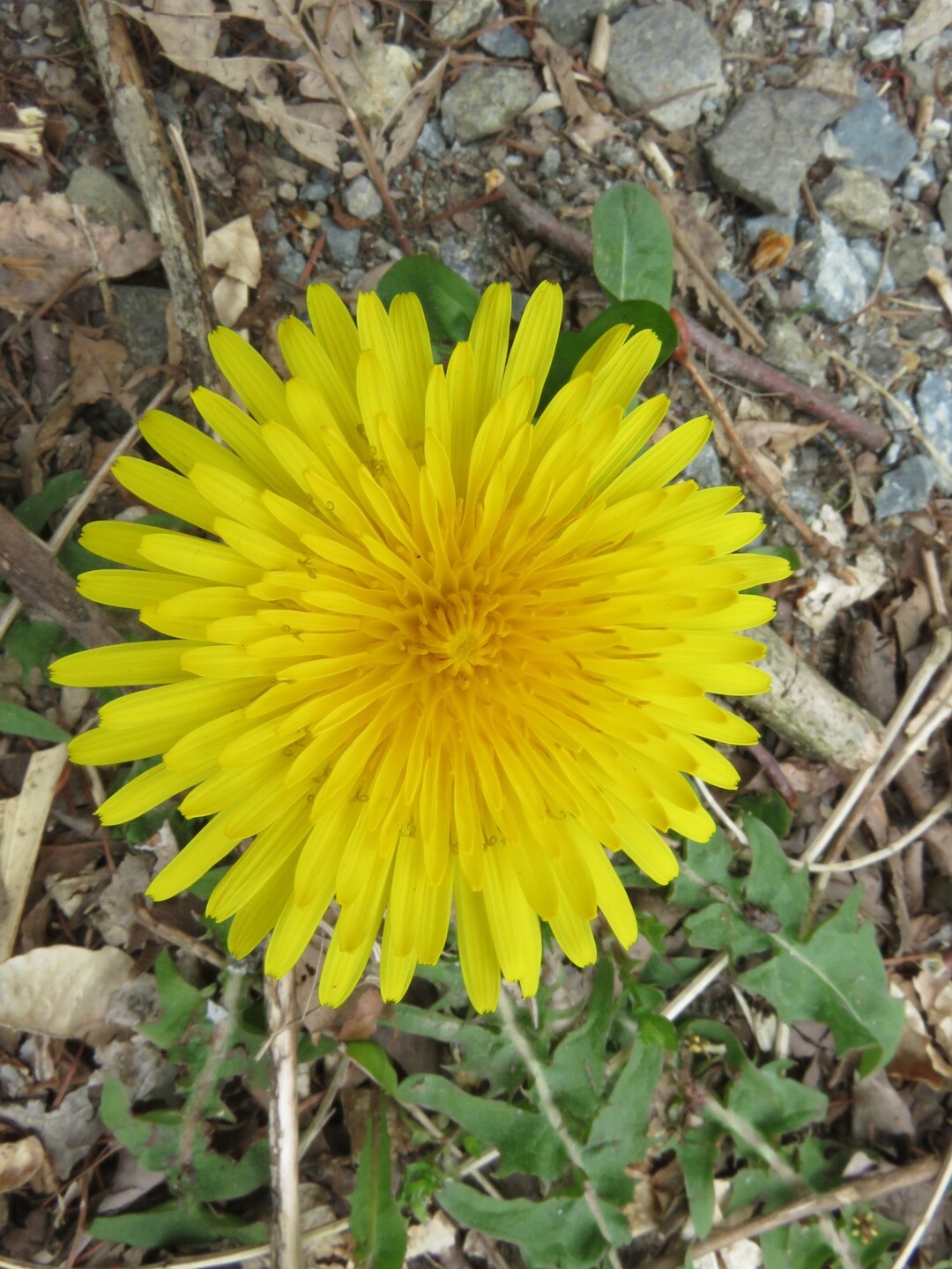 2021.04.28(水) 20:24 / ケロケロ🐸🐸🐸さんのモーメント | YAMAP / ヤマップ