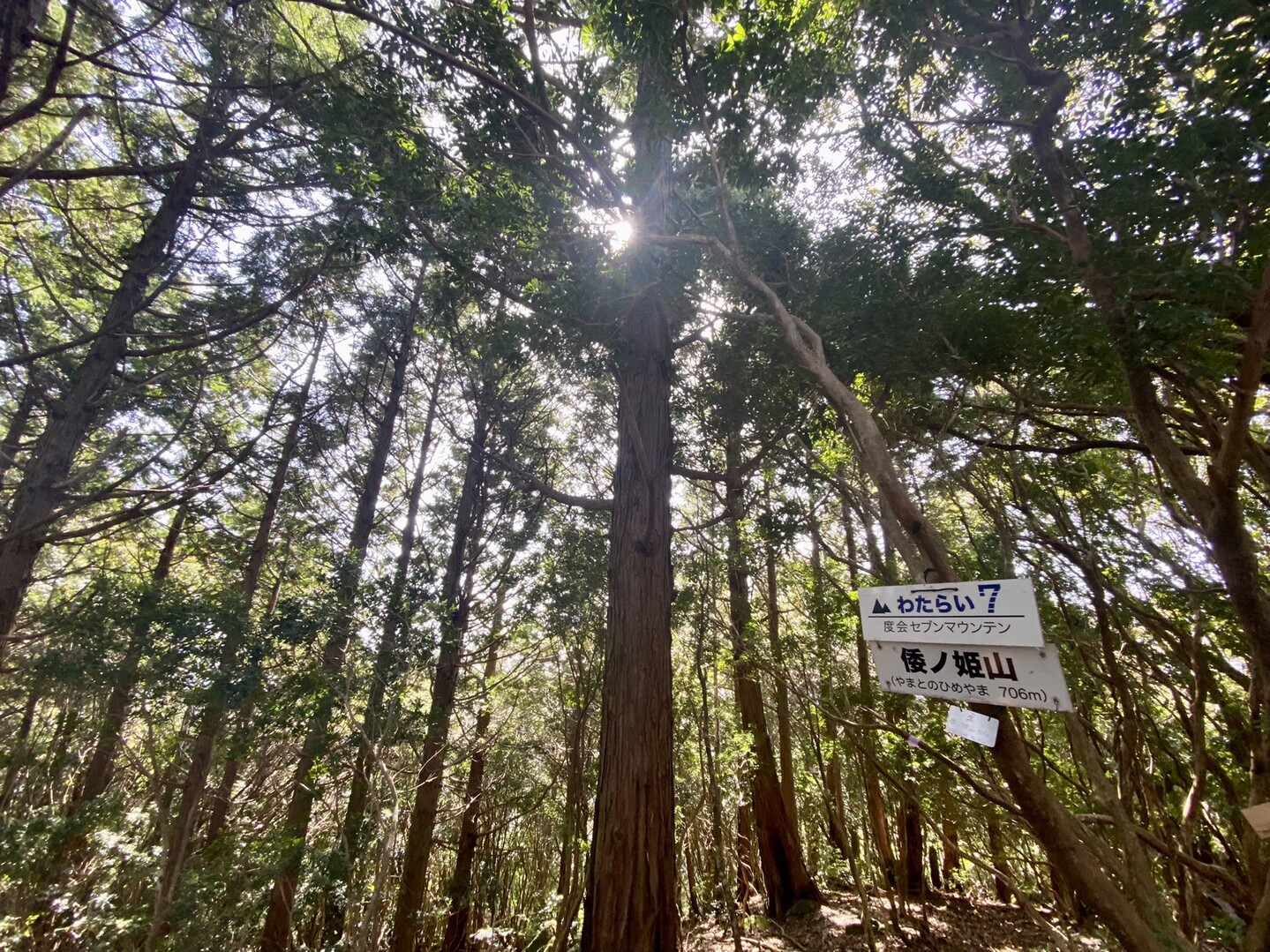 度会7マウンテン・倭ノ姫山⛰ / T.INOさんの七洞岳・獅子ヶ岳の活動日記 | YAMAP / ヤマップ