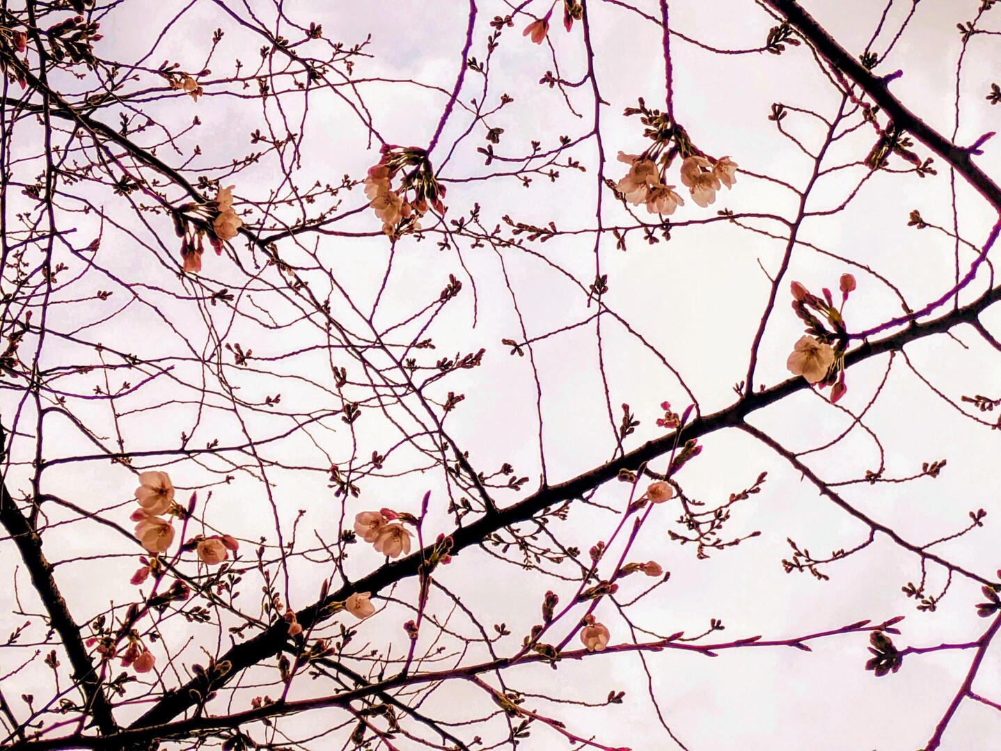 曇天☁だし、遠いし😂で全く映えませんが... / ☆futa☆さんのモーメント | YAMAP / ヤマップ