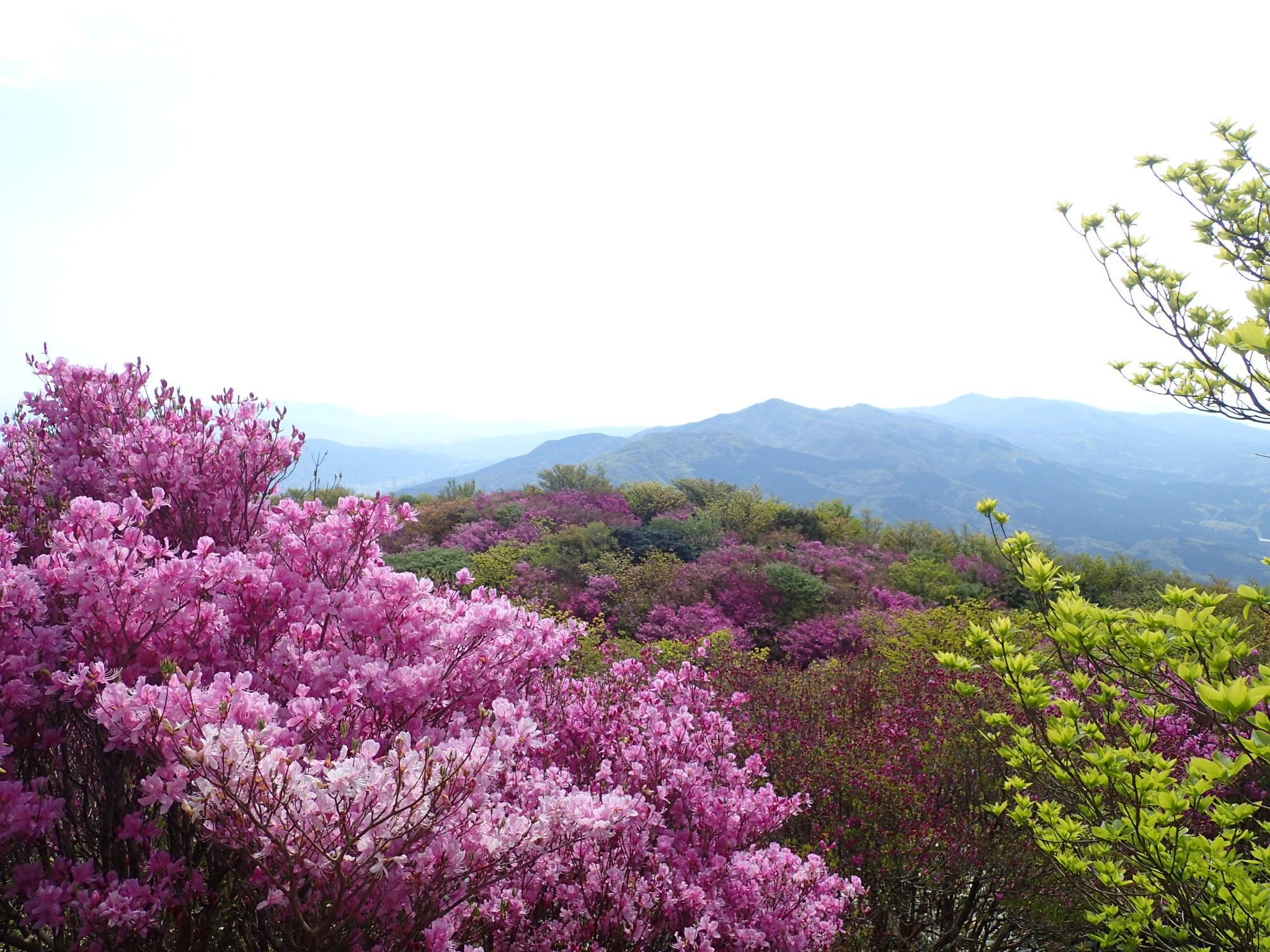 井原山 GW後半 / ryuさんの雷山・井原山の活動データ | YAMAP / ヤマップ