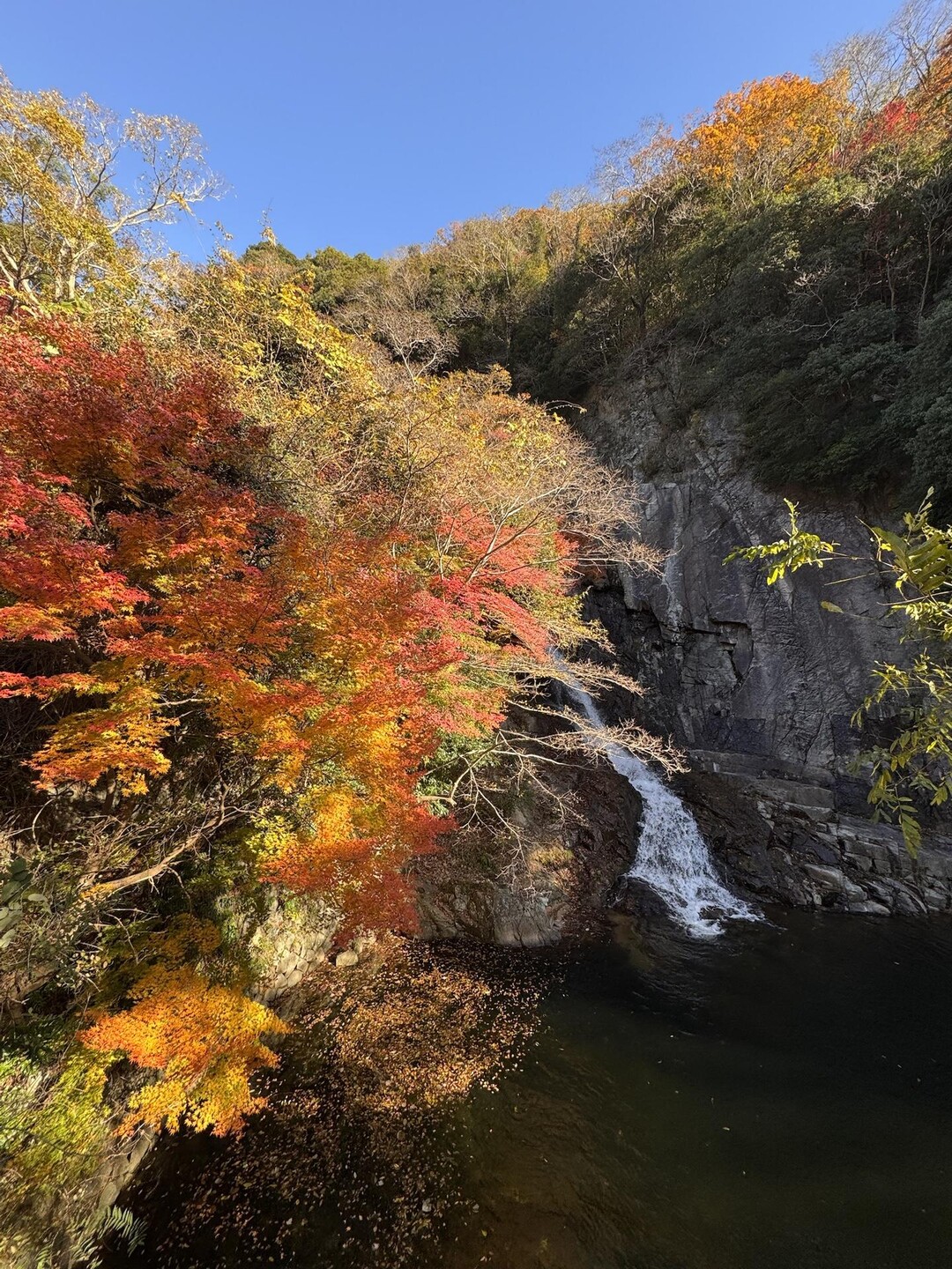 晩秋摩耶山🍁 / mk_013さんの六甲山・長峰山・摩耶山の活動データ | YAMAP / ヤマップ