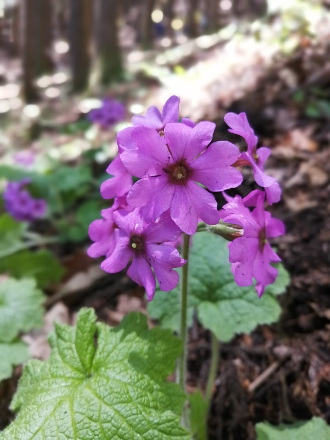 鳴神山 / SHIN-1さんの鳴神山・吾妻山の活動データ | YAMAP / ヤマップ