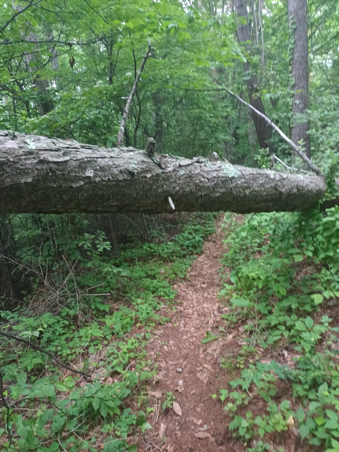 man forestさんの投稿したフィールドメモ | YAMAP / ヤマップ