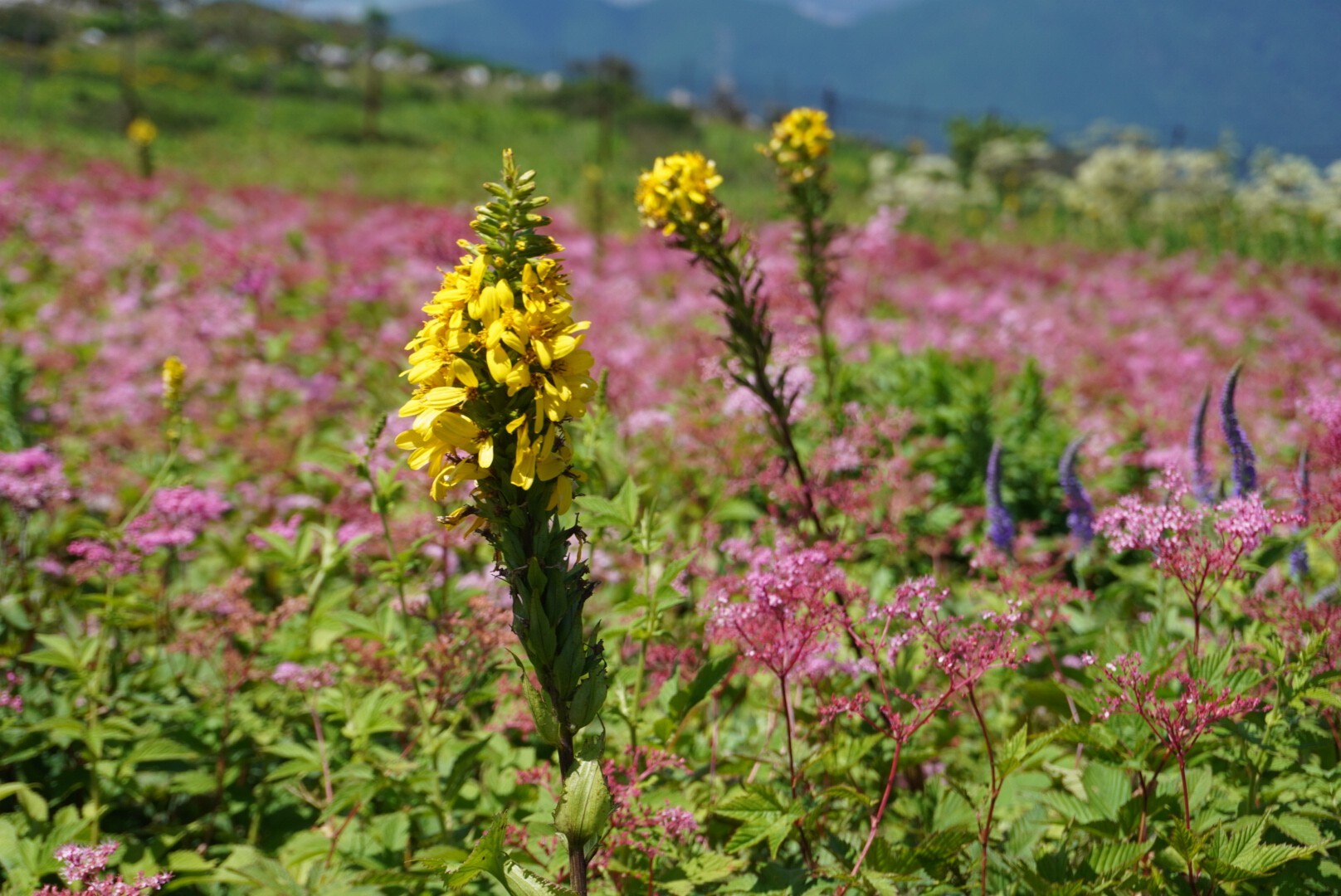 Izumi.Kのページ | YAMAP / ヤマップ