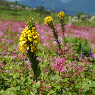 Izumi.Kのページ | YAMAP / ヤマップ