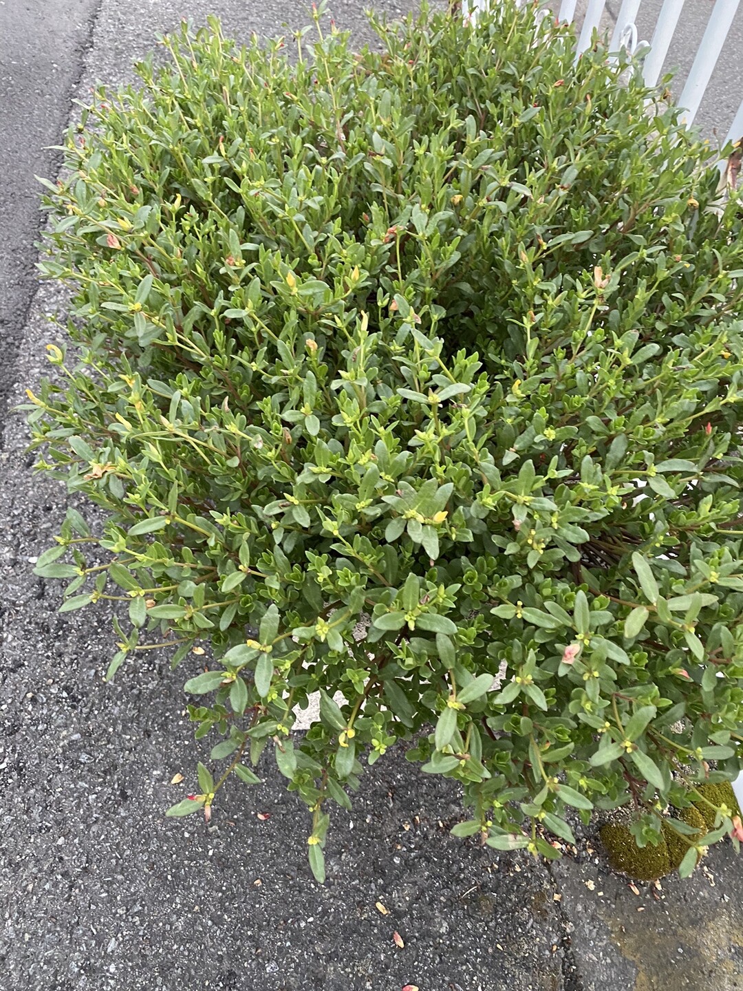 おはよう🌥🌸🐟🐶生きてる😍 / かよママさんのモーメント | YAMAP / ヤマップ