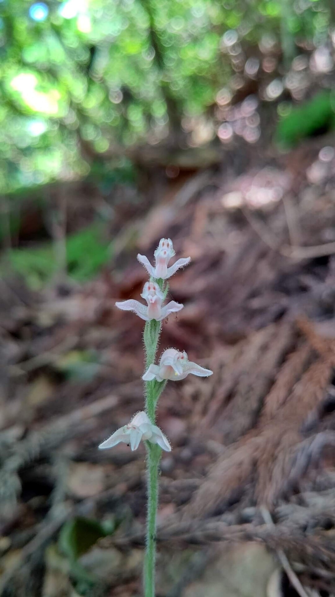 🎵 秋風や深山鶉に笑顔舞う 悟空220... / kyoyamaさんのモーメント | YAMAP / ヤマップ