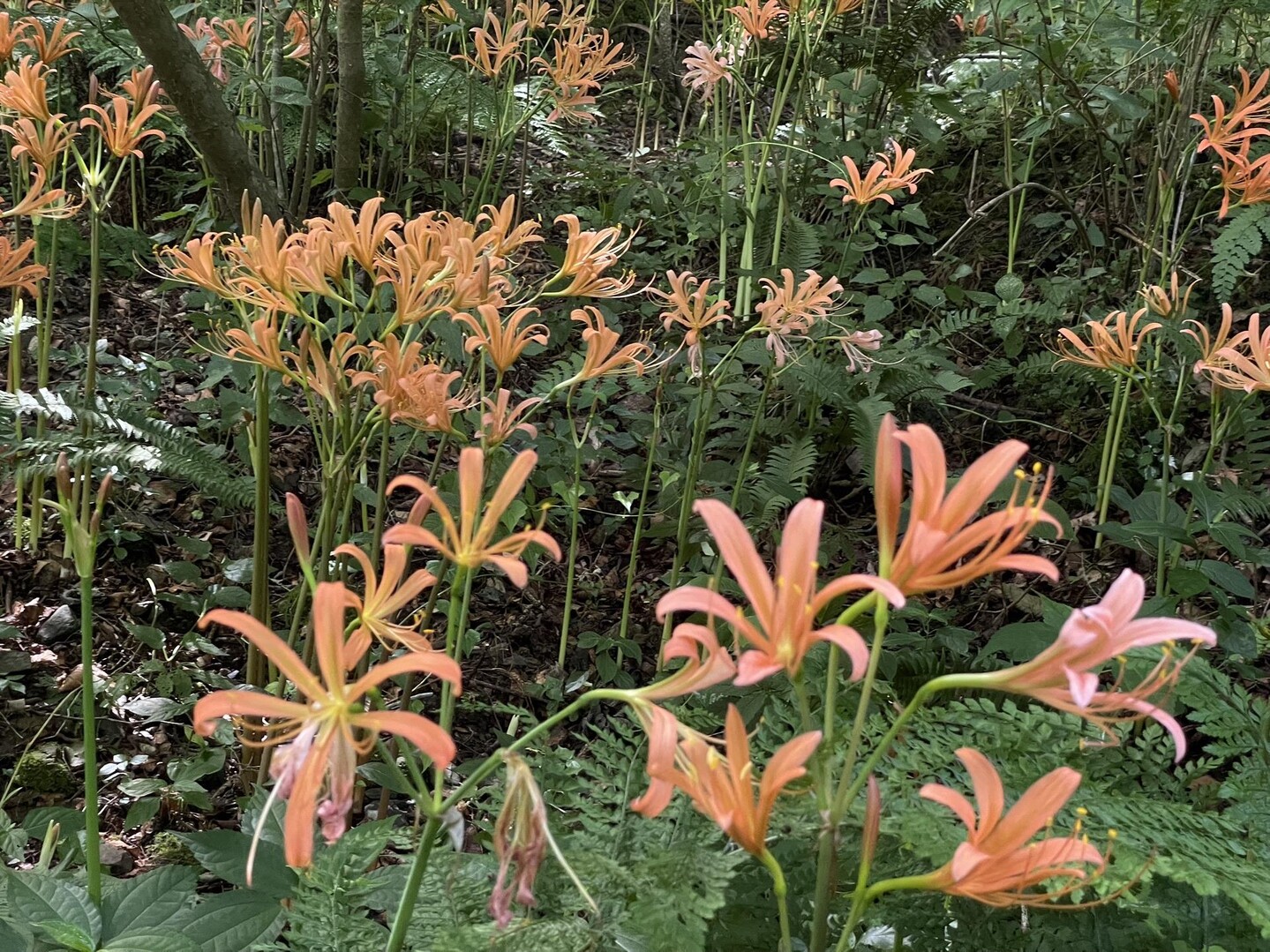 オオキツネカミソリ撮影会 / Niko niko さんの雷山・井原山の活動データ | YAMAP / ヤマップ