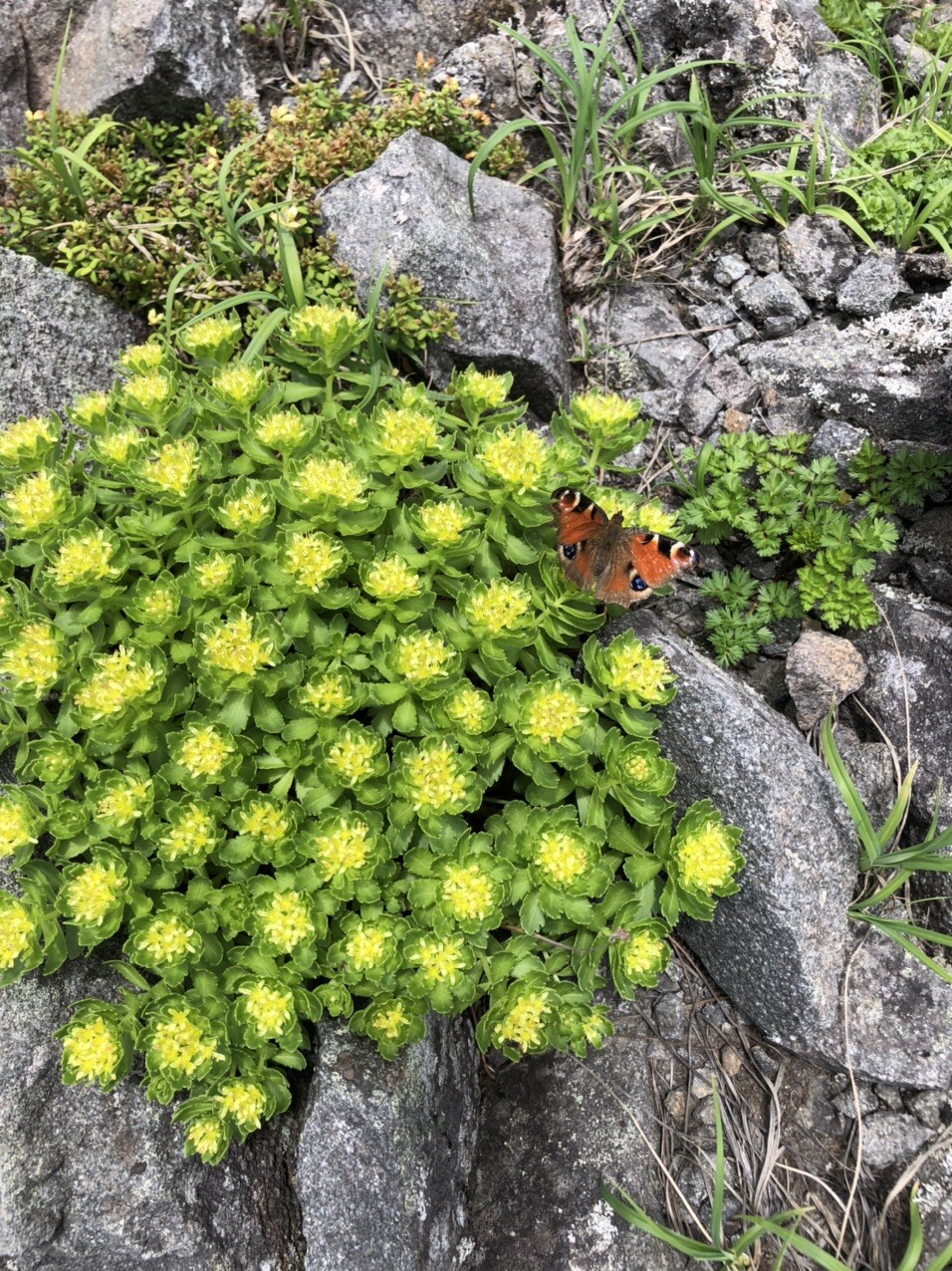 yadaのページ | YAMAP / ヤマップ