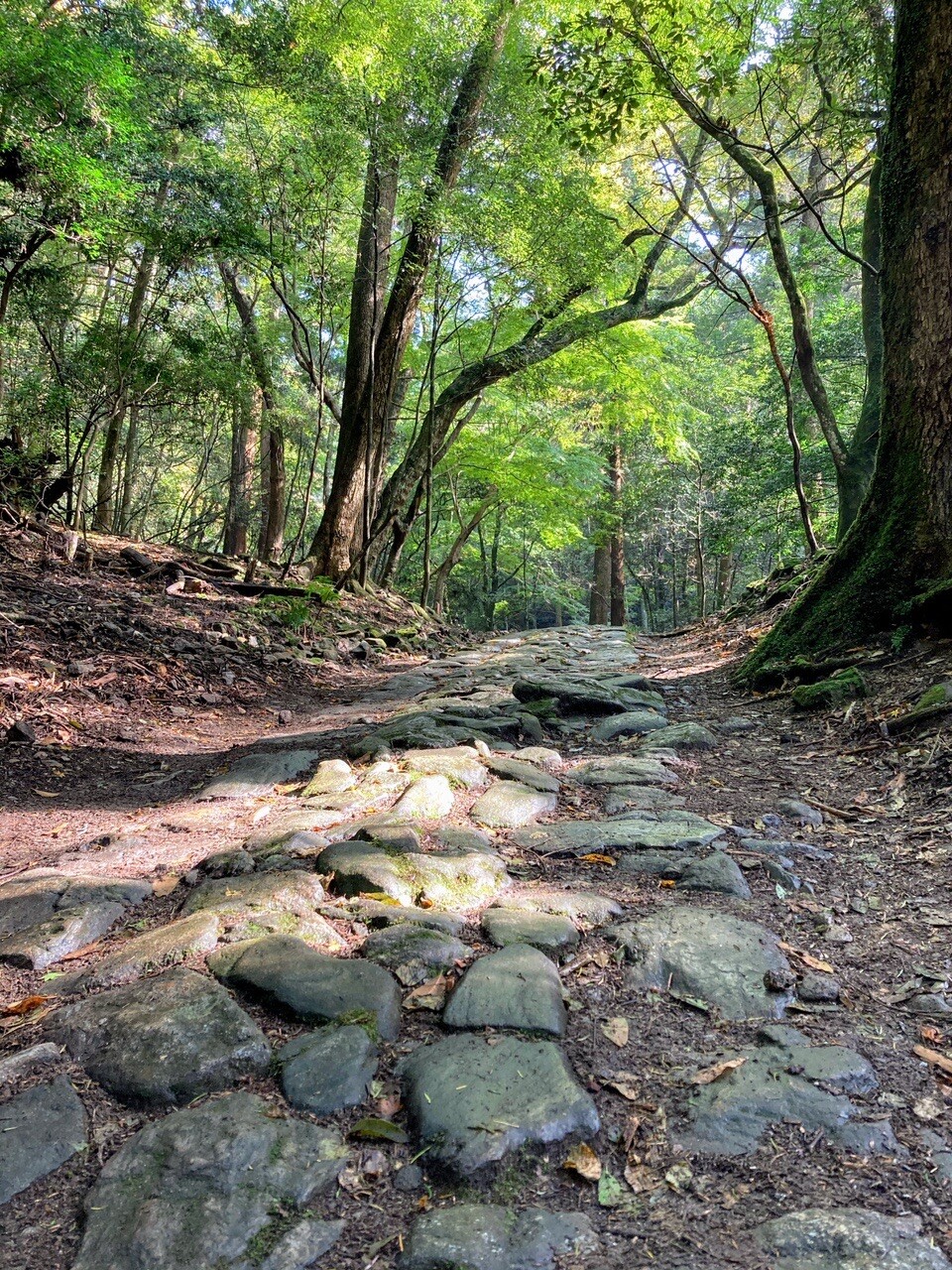 奈良の春日山原始林〜若草山までハイキング Junさんのモーメント Yamap ヤマップ