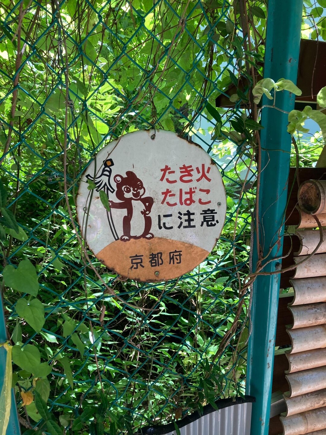 おなか見せてるのがかわいい纏リス / まるきちさんのモーメント | YAMAP / ヤマップ