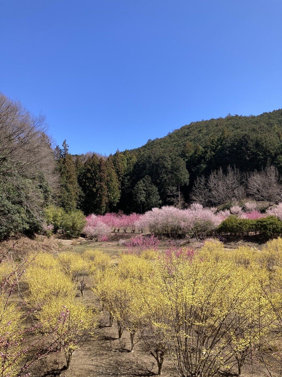 大内沢の花桃の郷から、そなまま小川町の桃... / hiro.* さんのモーメント | YAMAP / ヤマップ