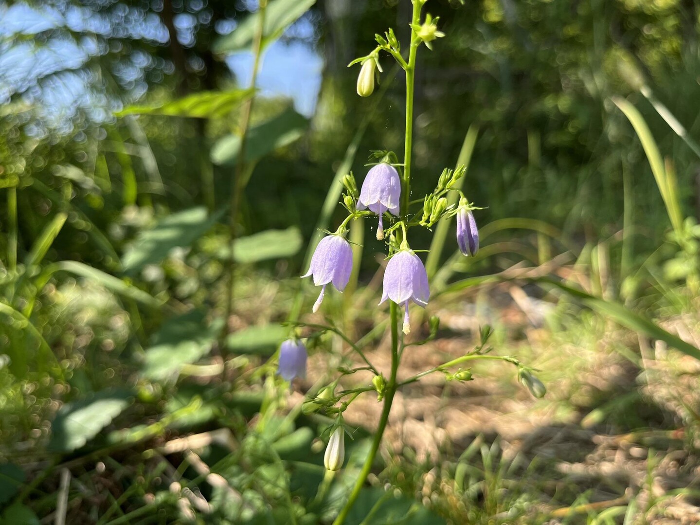 加茂山 / mochiさんの加茂山・高峰ノ森の活動データ | YAMAP / ヤマップ