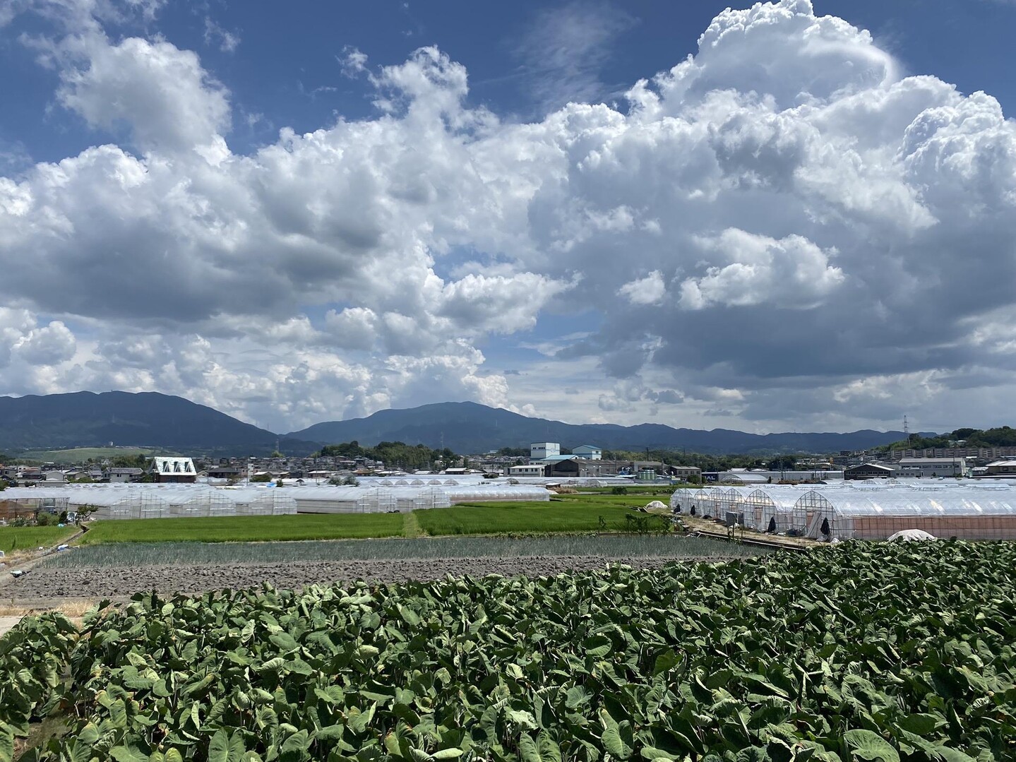 リハビリ金剛 / k_ta3736さんの金剛山・二上山・大和葛城山の活動データ | YAMAP / ヤマップ