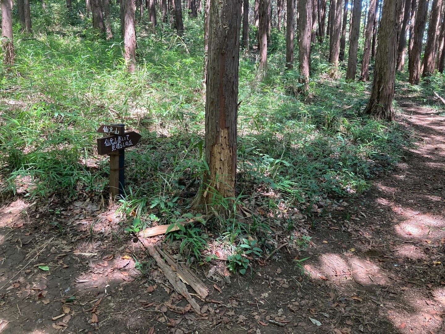 taoさんの投稿したフィールドメモ | YAMAP / ヤマップ