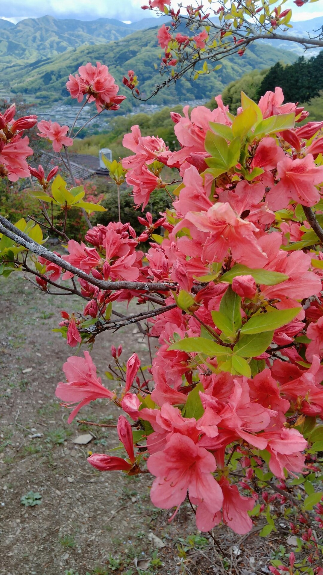 新緑の緑に ヤマツツジの赤が映える 宝登... / ふぁんさんのモーメント | YAMAP / ヤマップ