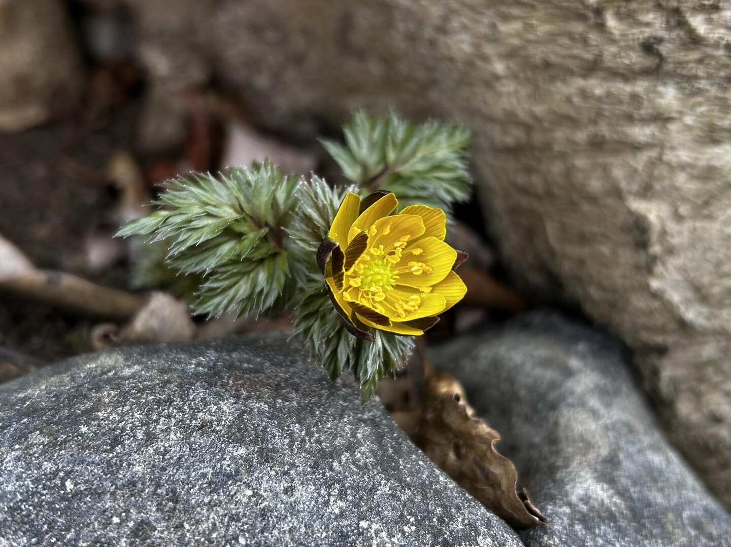 藤原岳🌼花探す / Nandoさんの藤原岳・御池岳の活動データ | YAMAP / ヤマップ