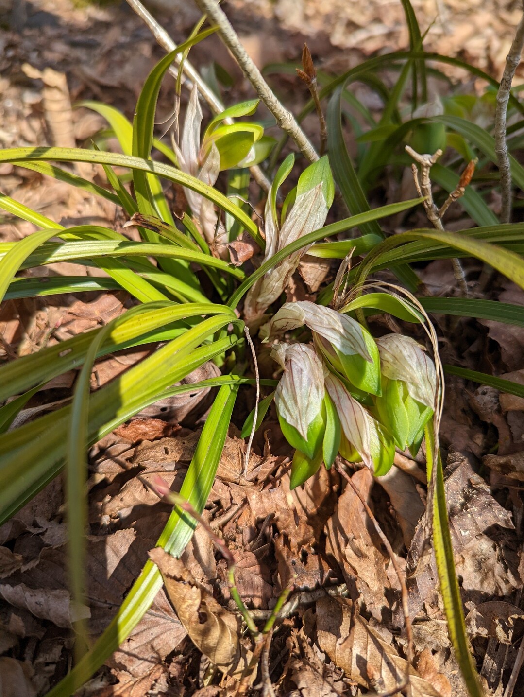 角田山-2022-03-30 / tomoさんの角田山の活動データ | YAMAP / ヤマップ