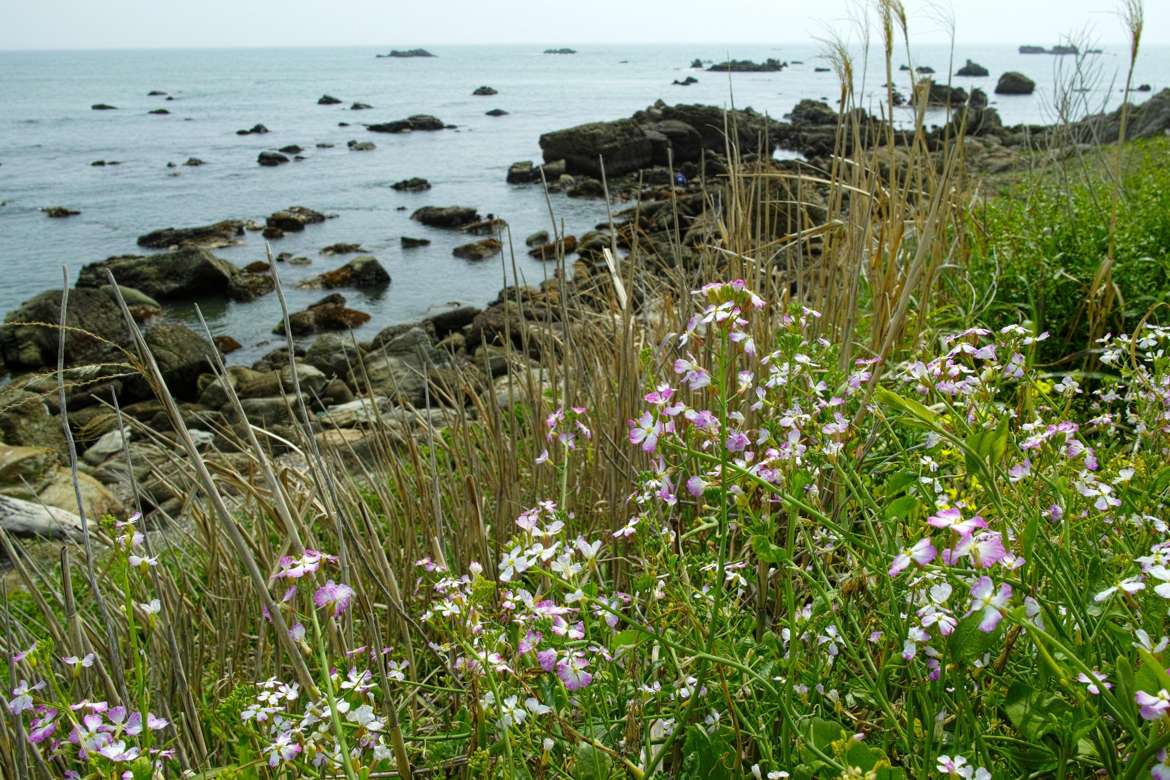 海辺の花も。 ハマダイコン ハマニガナ... / Windyさんのモーメント | YAMAP / ヤマップ