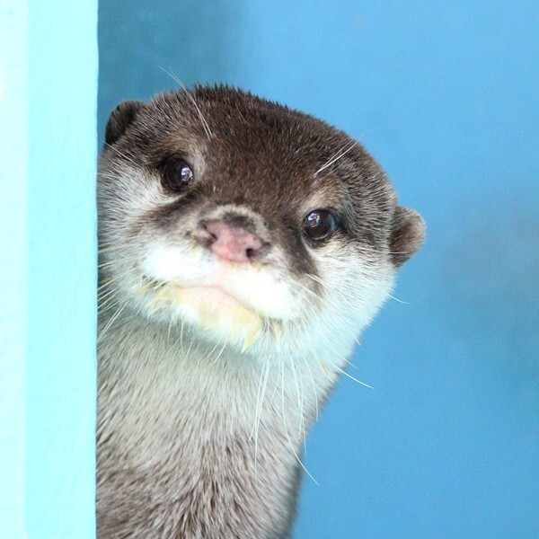 YASのページ | YAMAP / ヤマップ