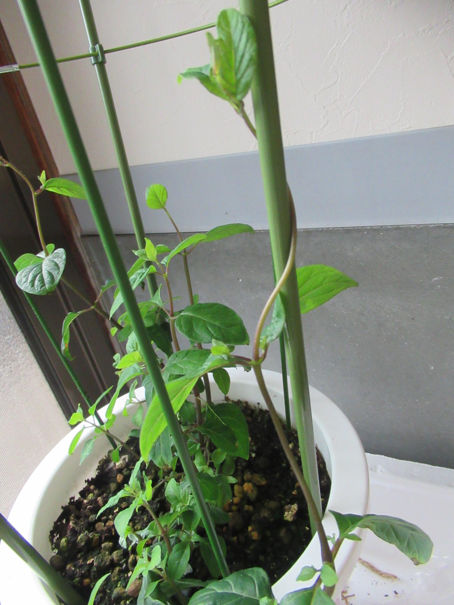 2年目の春ww 巻き巻きスイッチオン\(... / さんちゃんよんちゃんさんのモーメント | YAMAP / ヤマップ