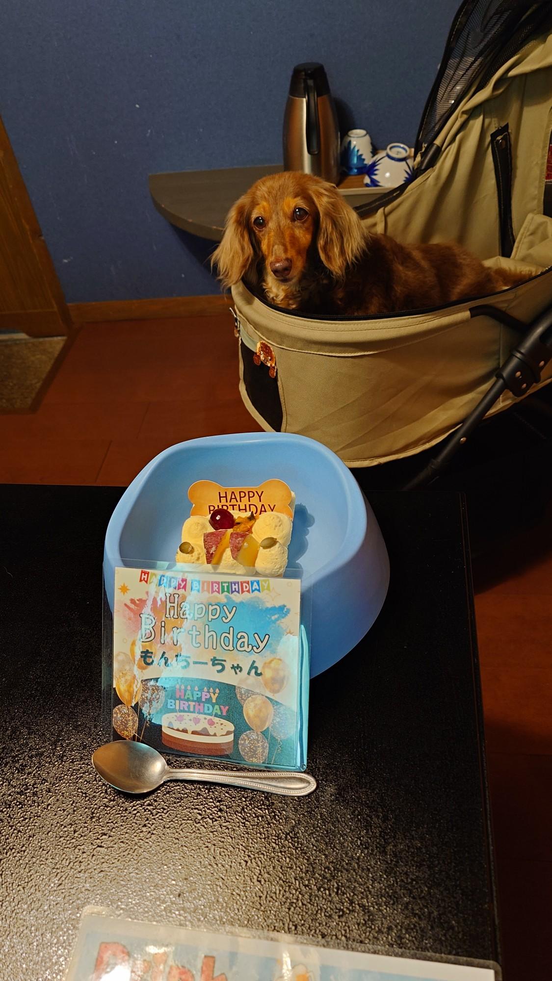 もんちむ🐒11歳、還暦のお祝い㊗️は、... / Pakkun🚶 & もんちむ🐒さんのモーメント | YAMAP / ヤマップ