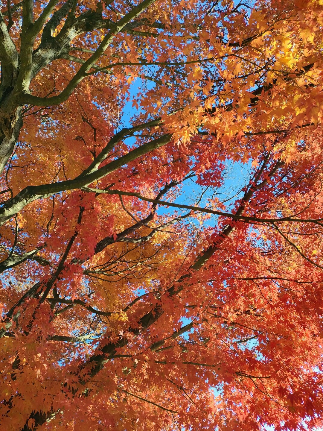 愛宕山 / Shin Nagafuchiさんの興因寺山・淡雪山・八王子山の活動データ | YAMAP / ヤマップ