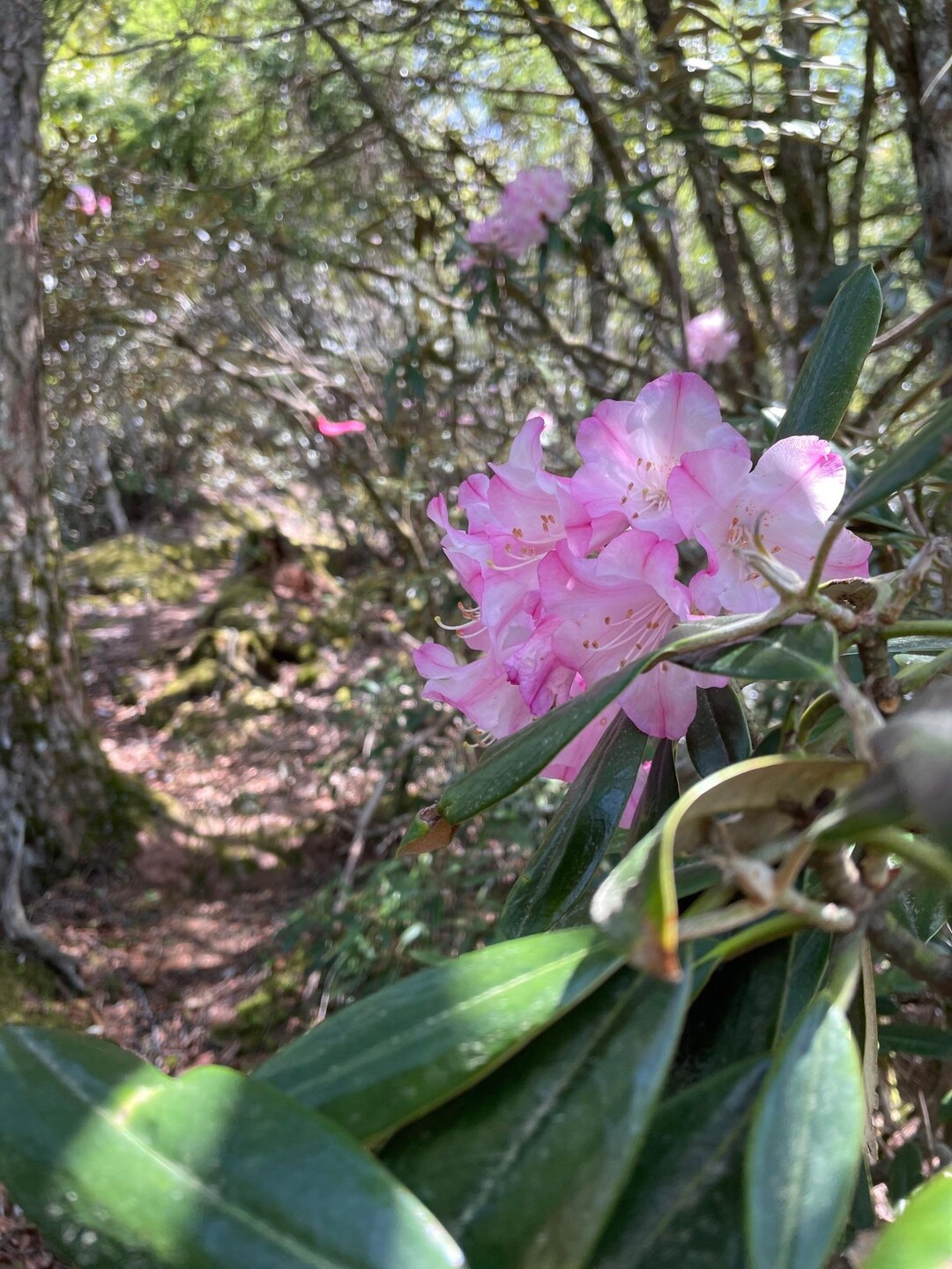 十文字小屋🛖1日目 / sayoさんの甲武信ヶ岳の活動データ | YAMAP / ヤマップ
