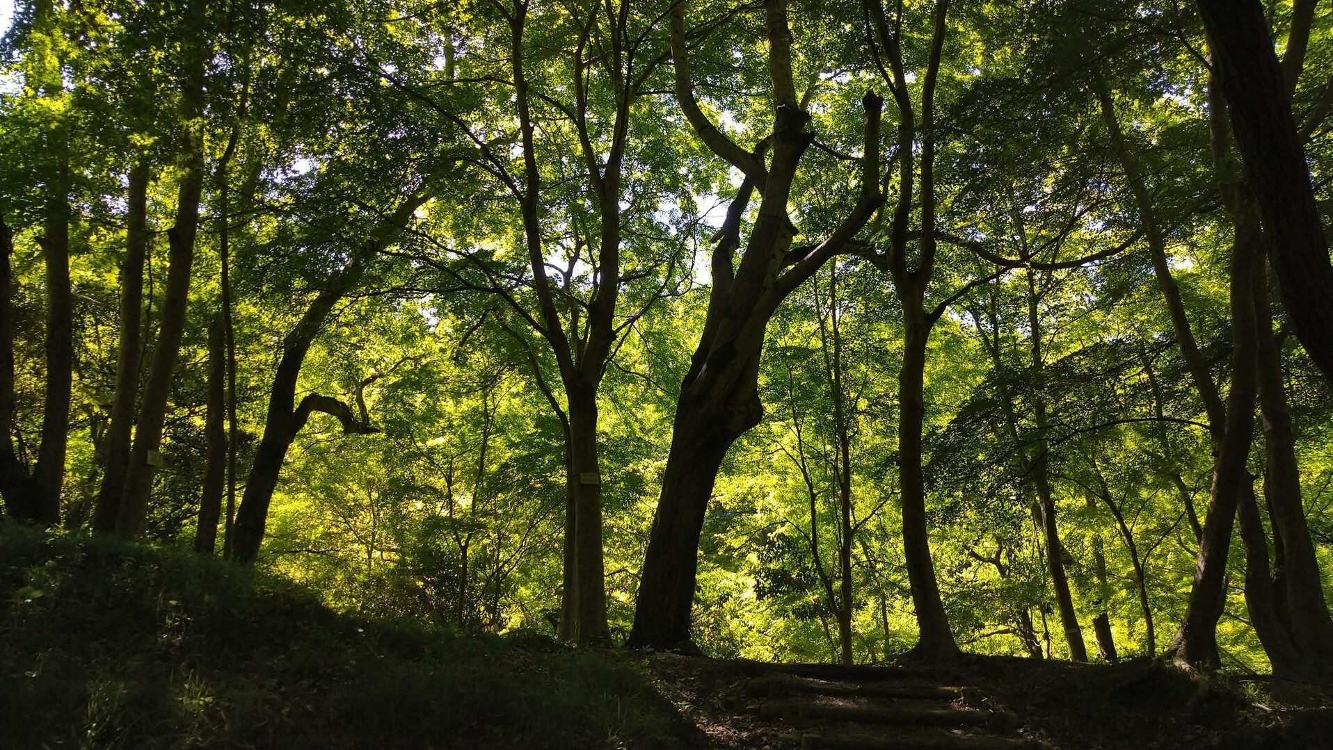 大峰山・JR福知山線廃線敷 / J.Majimaさんの北摂里山トレイル（伊丹市・宝塚市・川西市・猪名川町エリア）の活動データ | YAMAP / ヤマップ