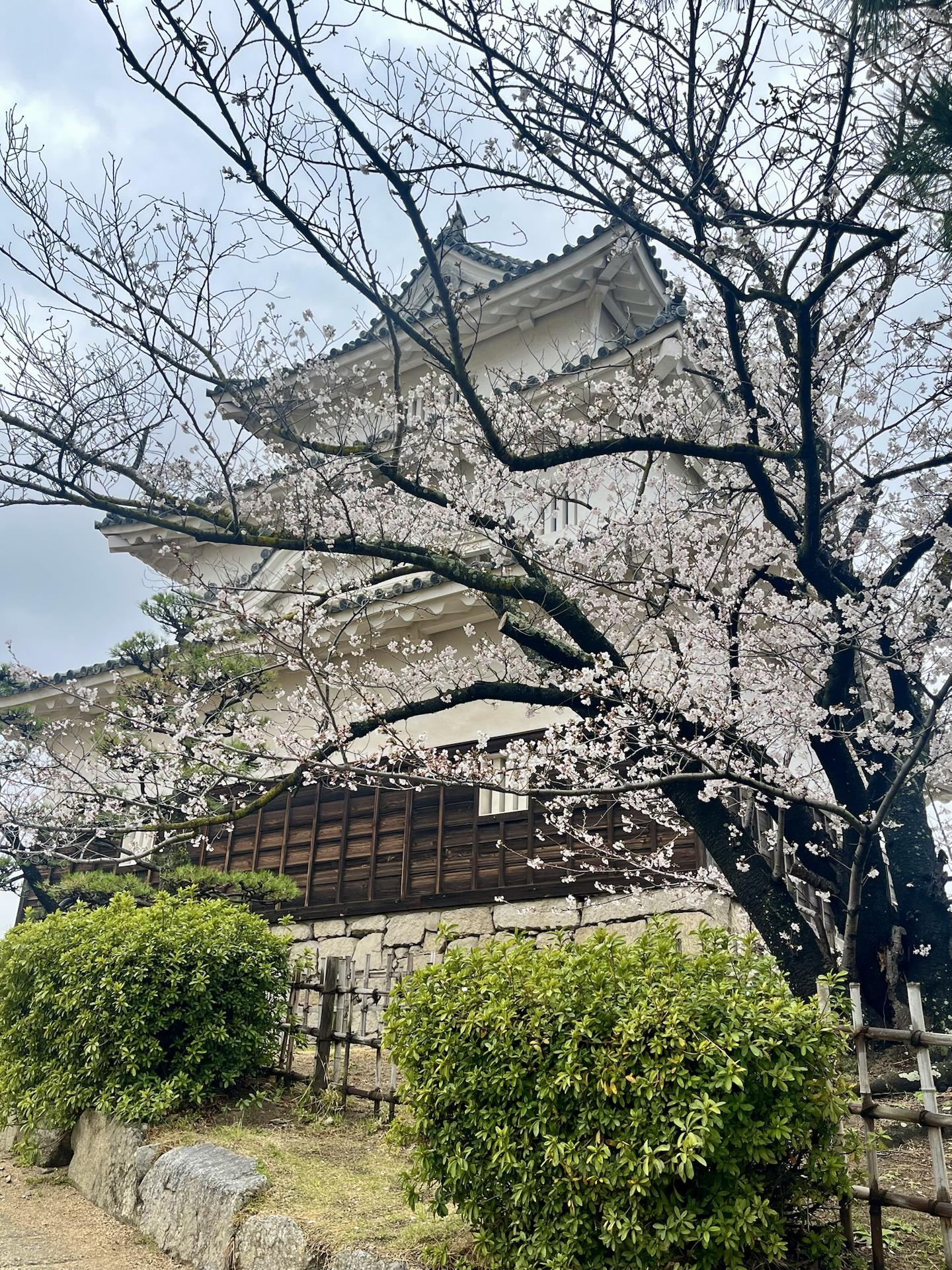 Two days with Anna🌸🏯🐅 / やまchanさんの丸亀市の活動データ | YAMAP / ヤマップ