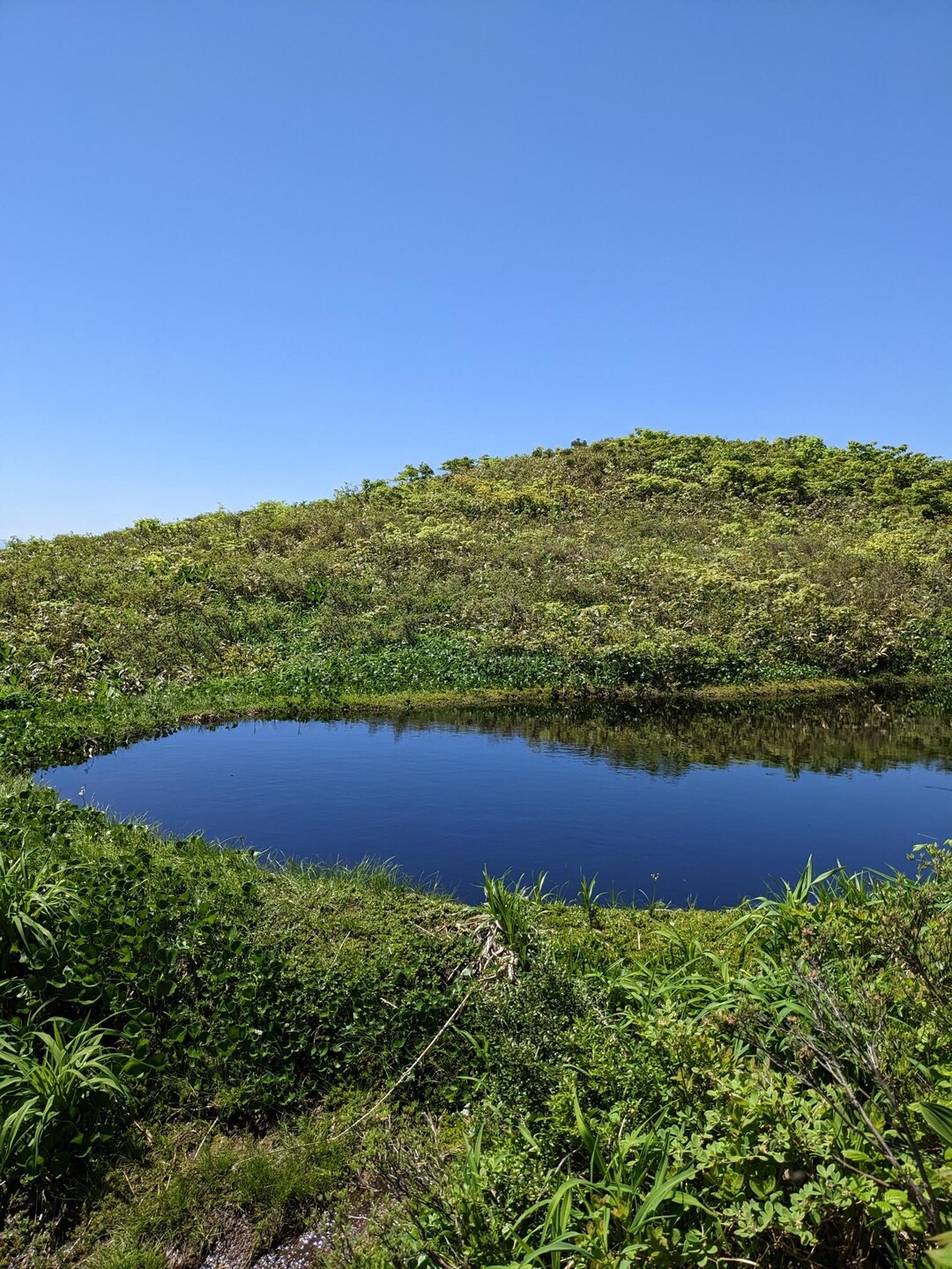 白木峰・小白木峰-2023-06-17 / gym 2さんの白木峰・小白木峰の活動データ | YAMAP / ヤマップ