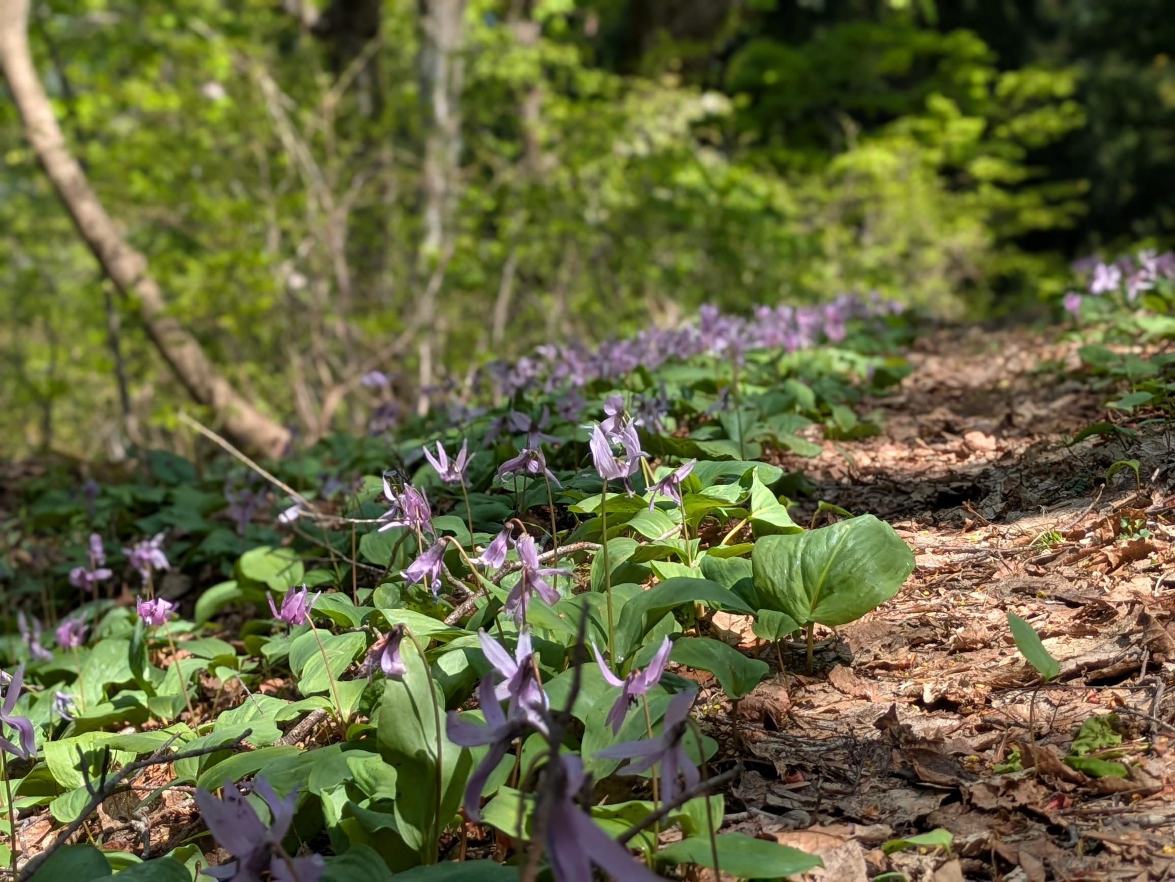 初めてのあさひ山未だ雪が残っています / naoさんのモーメント | YAMAP / ヤマップ